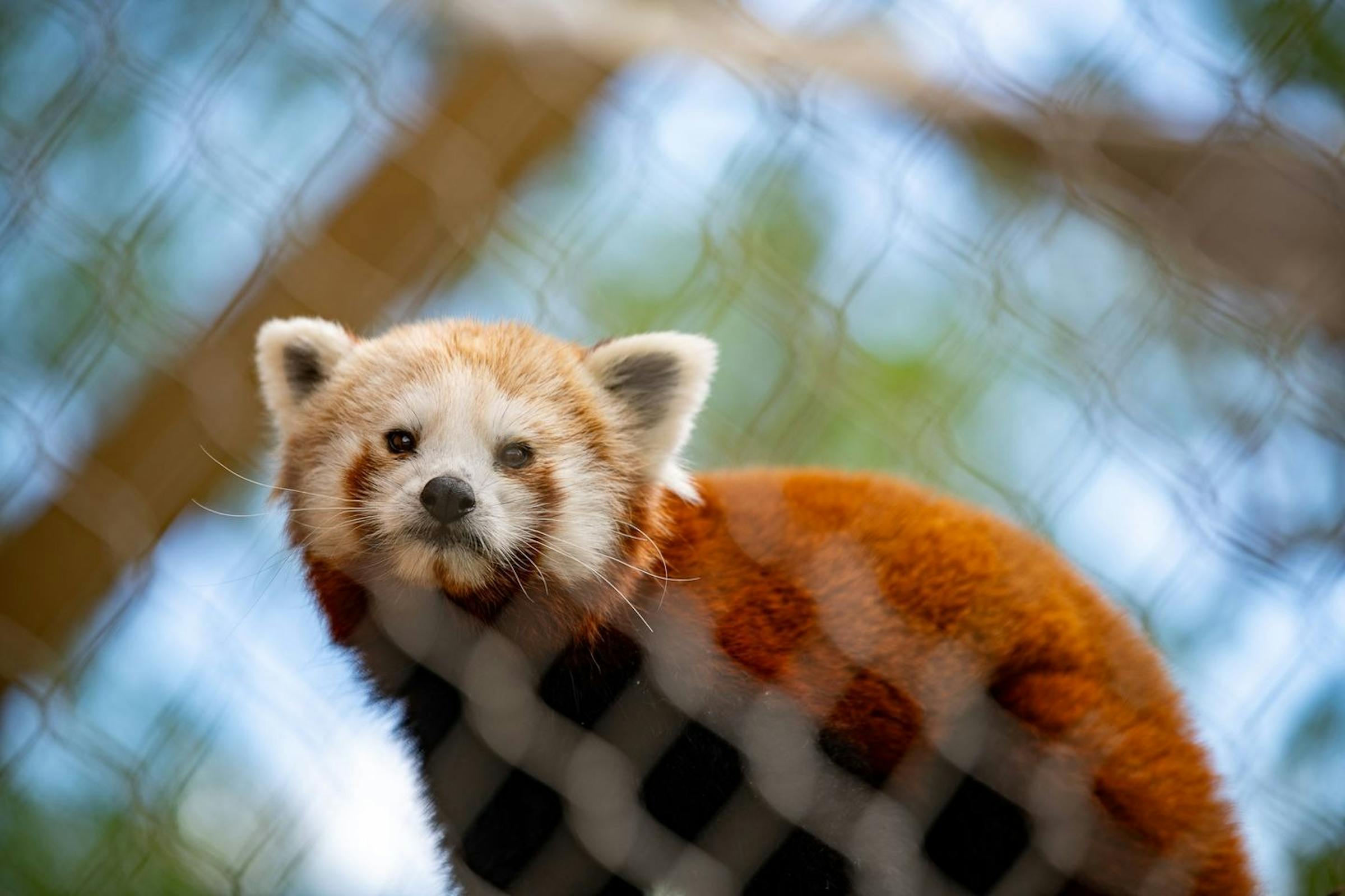 Duluth zoo’s newest red panda, Pip, has died
