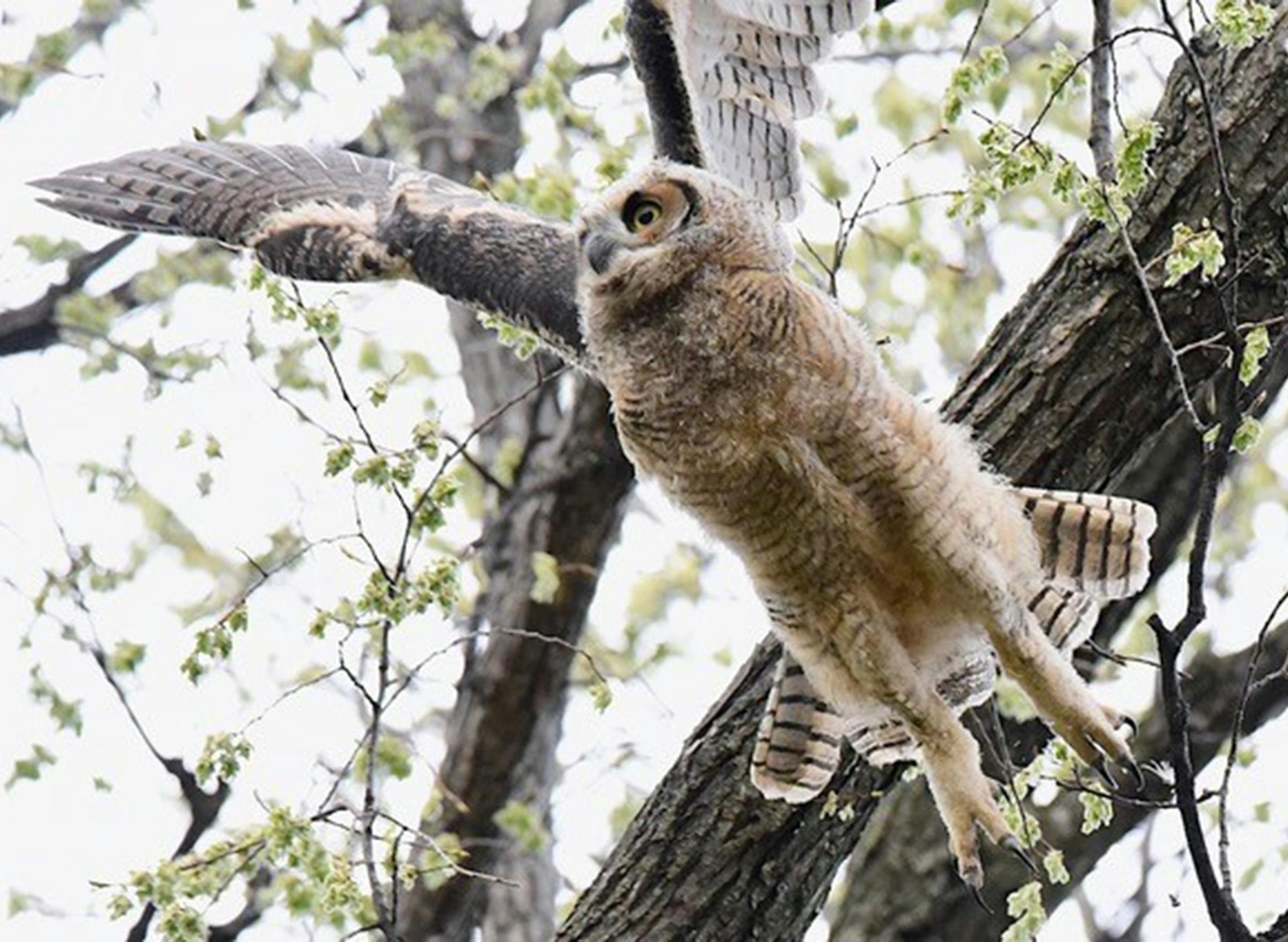 Owl family makes itself at home in Minneapolis park