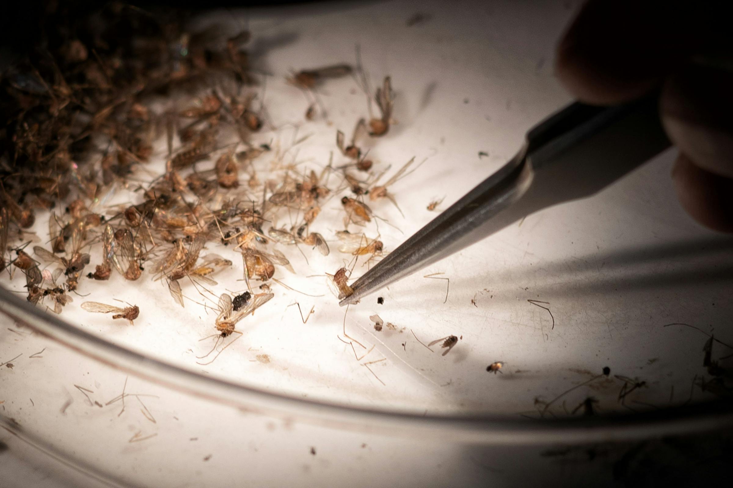 Mosquito sample tests positive for West Nile virus