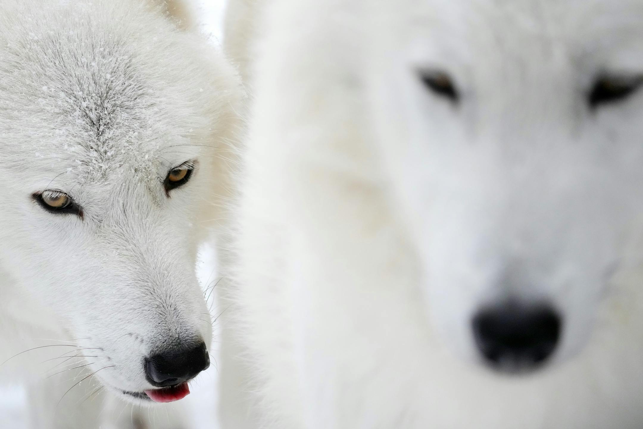 Grayson, Ely’s beloved ‘ambassador’ wolf, died at 9