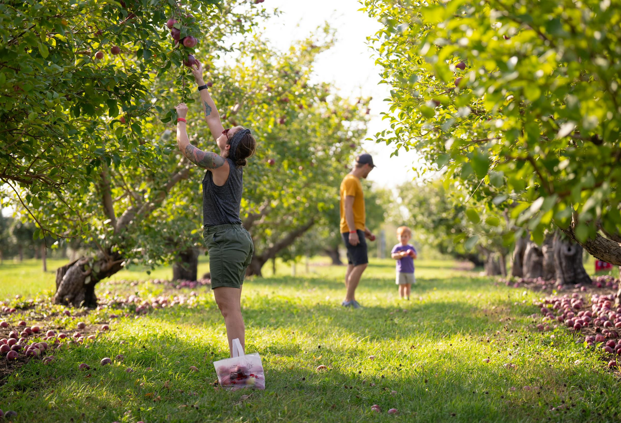 University of Minnesota introduces Kudos apples amid growing climate ...