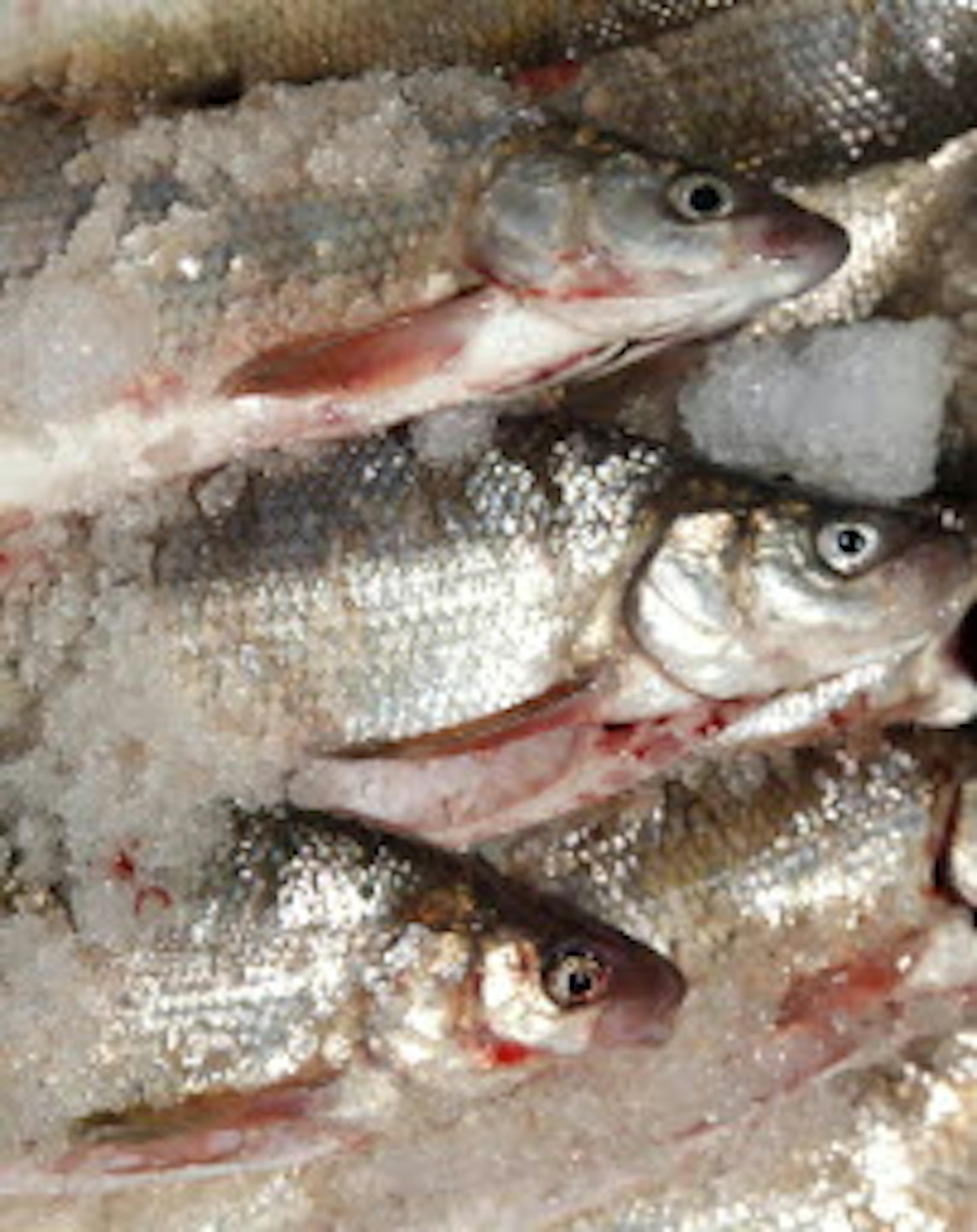 Climate change could shrink fish as they gasp for oxygen