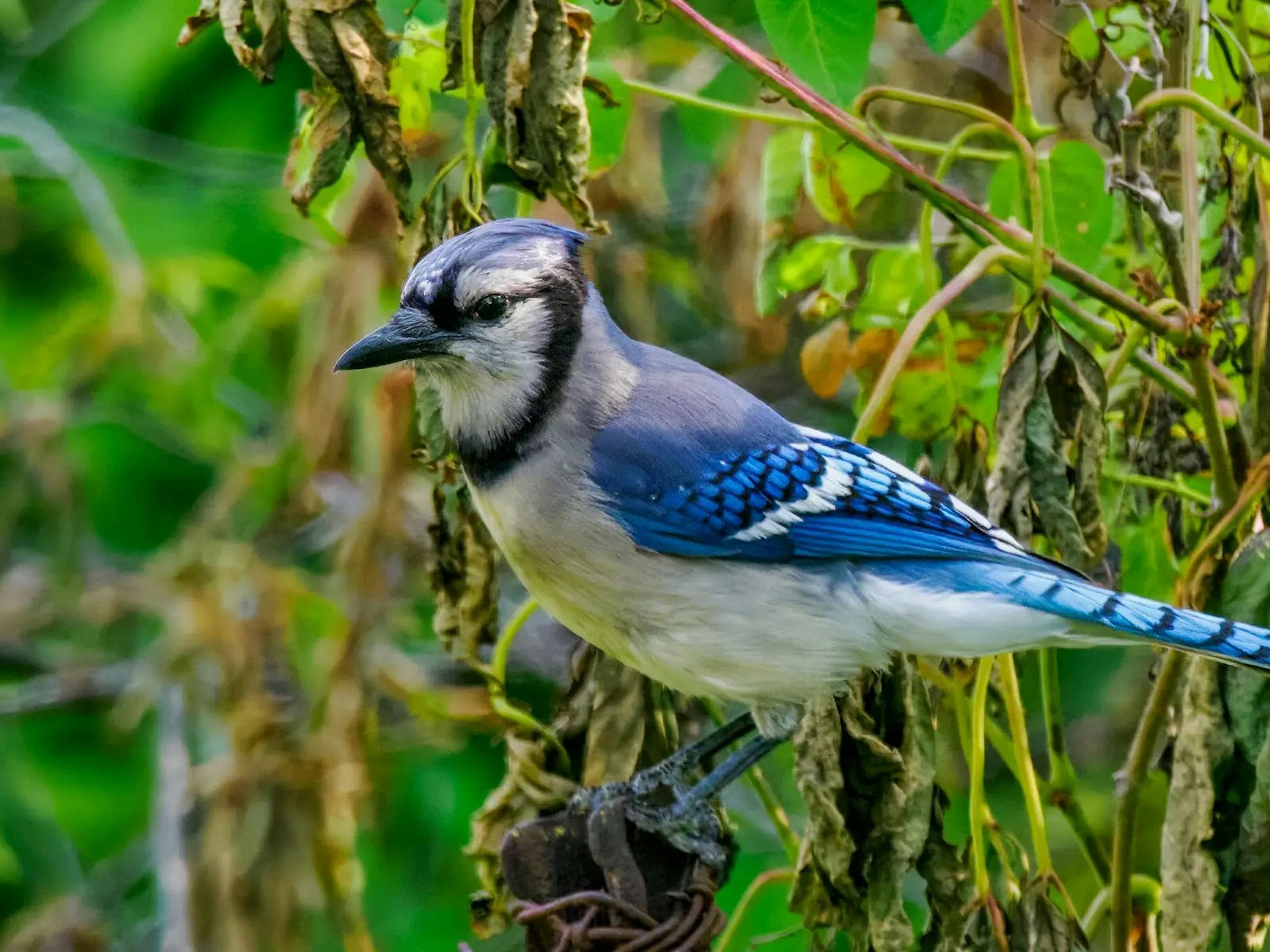 Why don’t blue jays stay on Park Point in Duluth? They avoid merlins ...