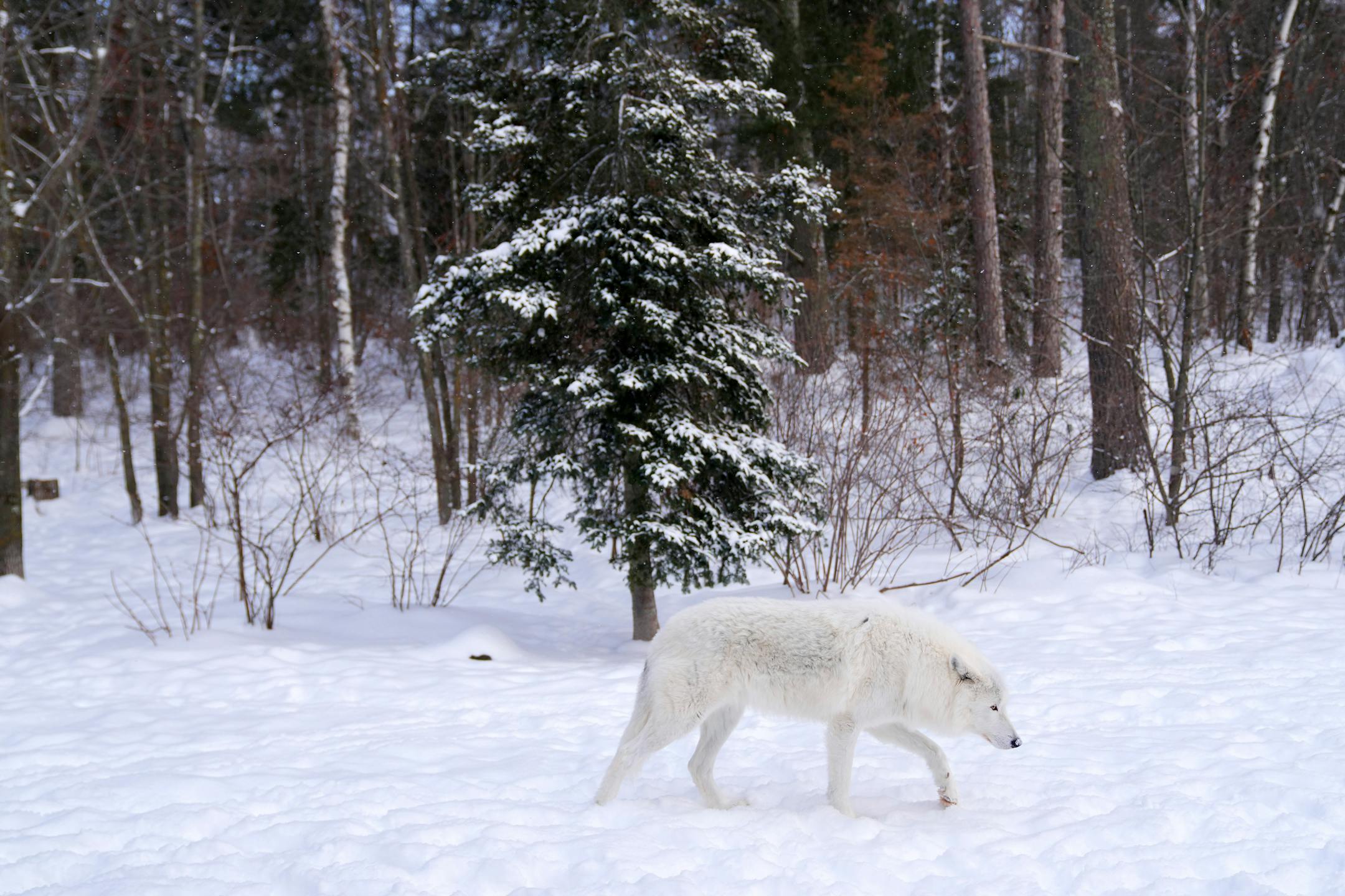 Grayson, Ely’s beloved ‘ambassador’ wolf, died at 9