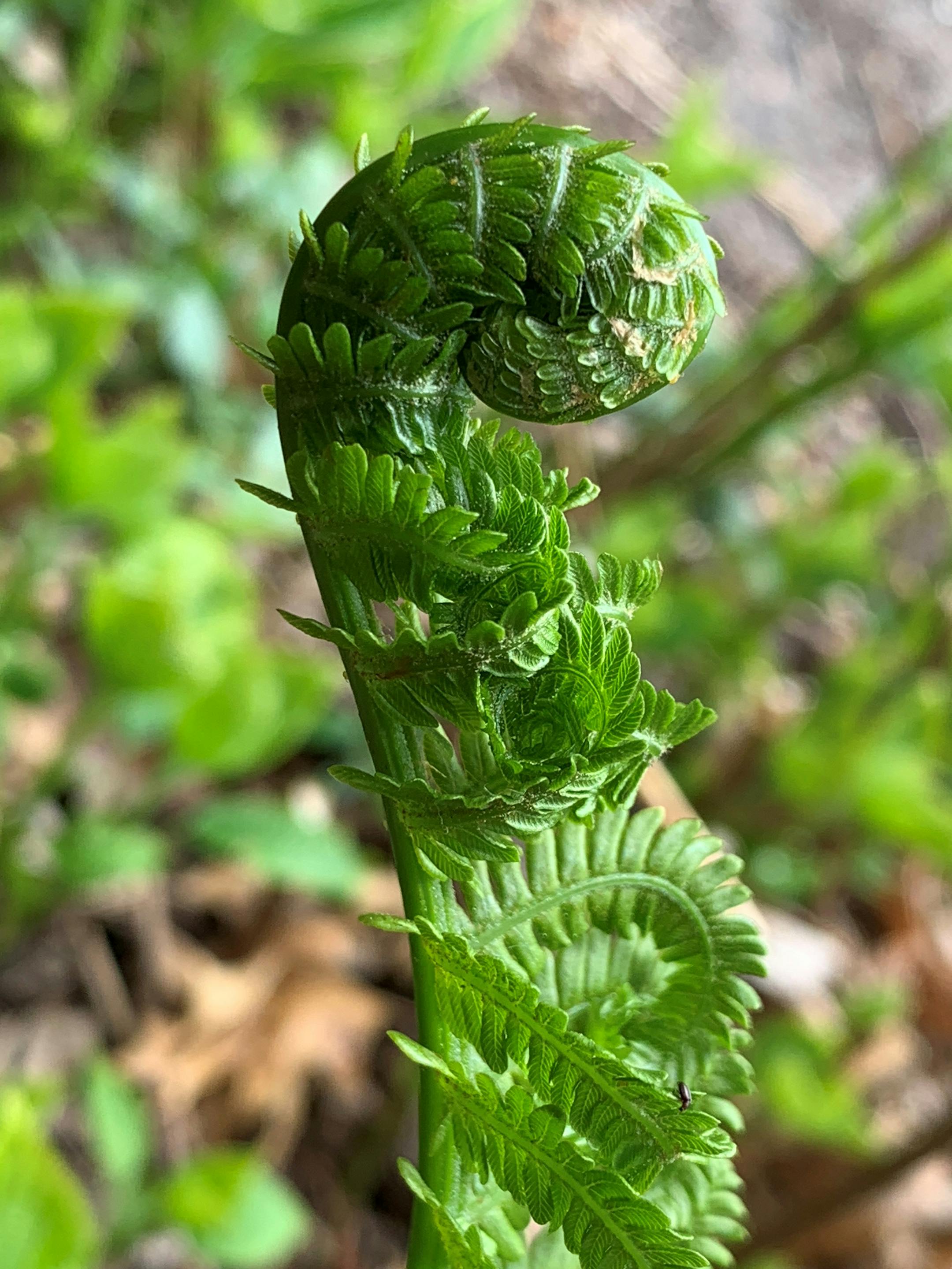 Finding ferns in Minnesota as they unfurl in fancy spiral formations