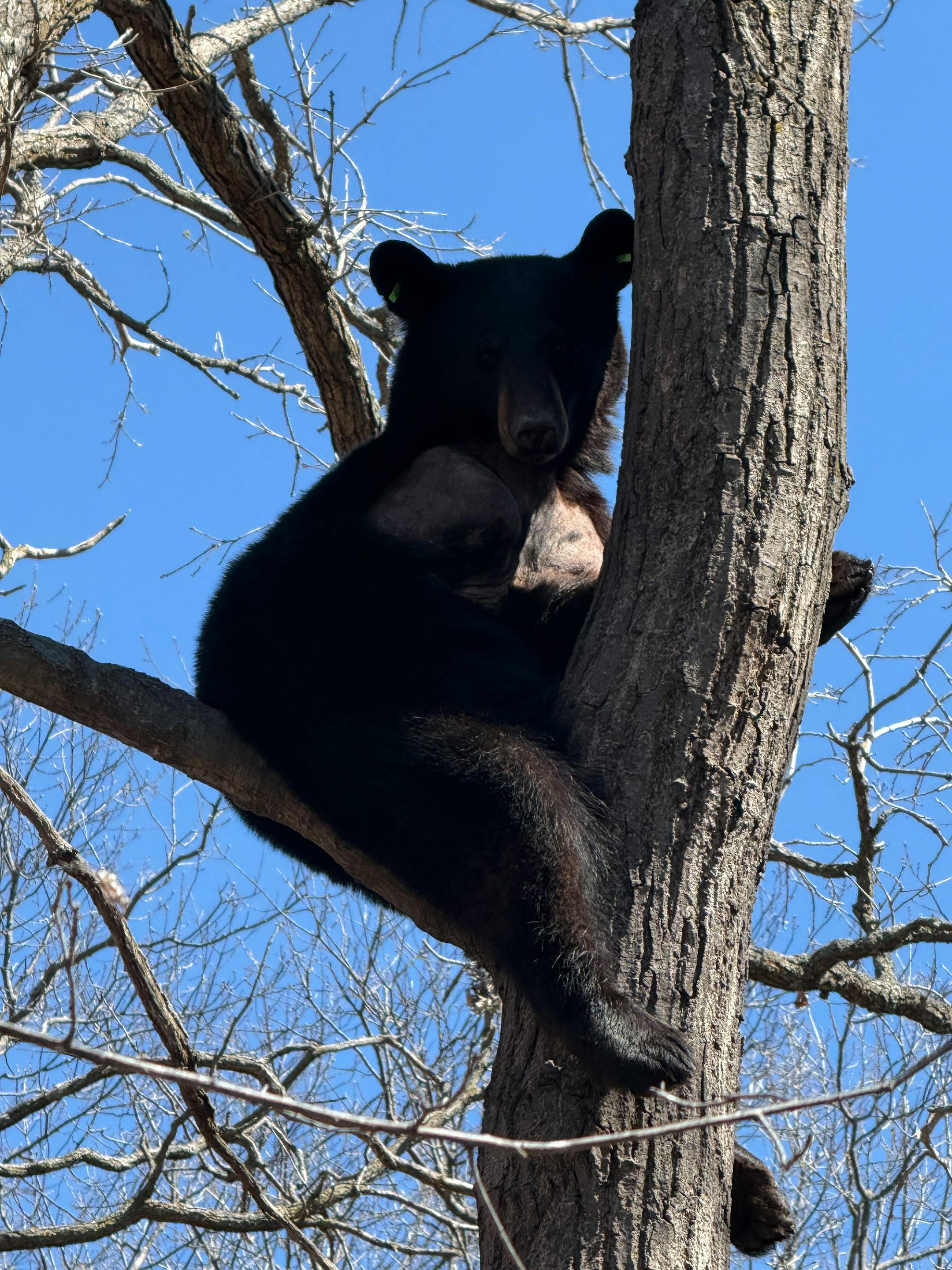 Three-legged black bear released in wild after rare recovery