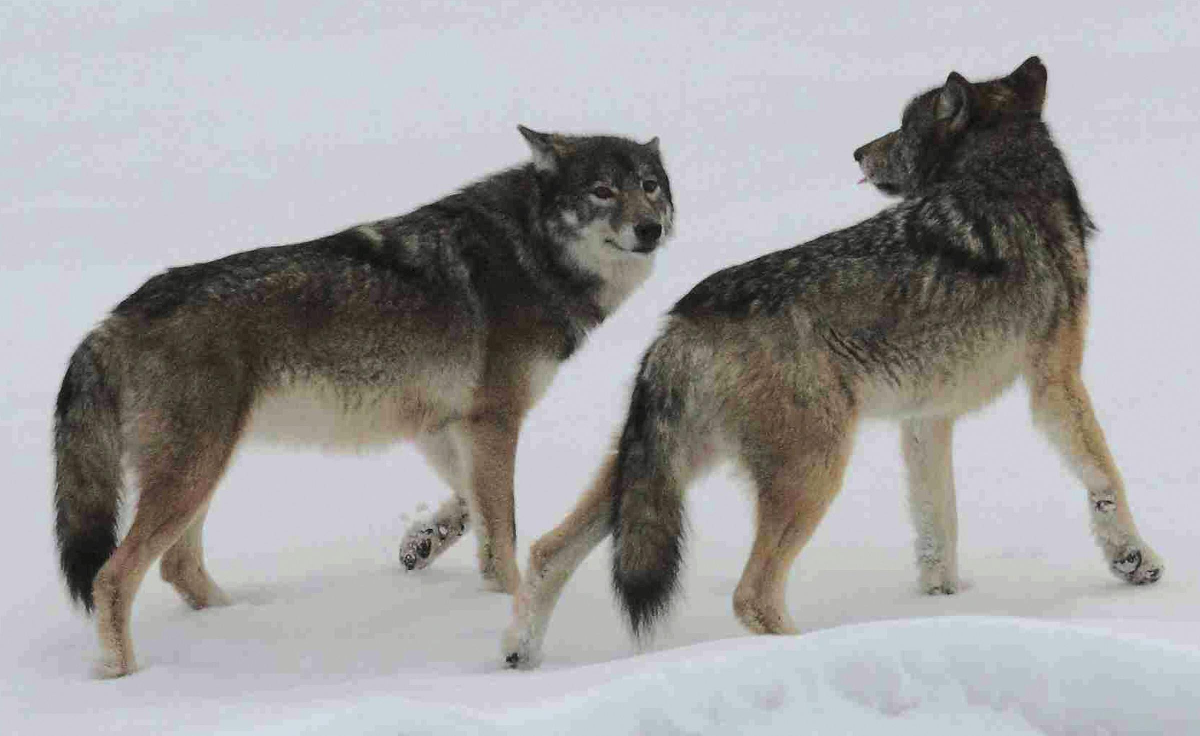 Isle Royale wolf population plummets to three