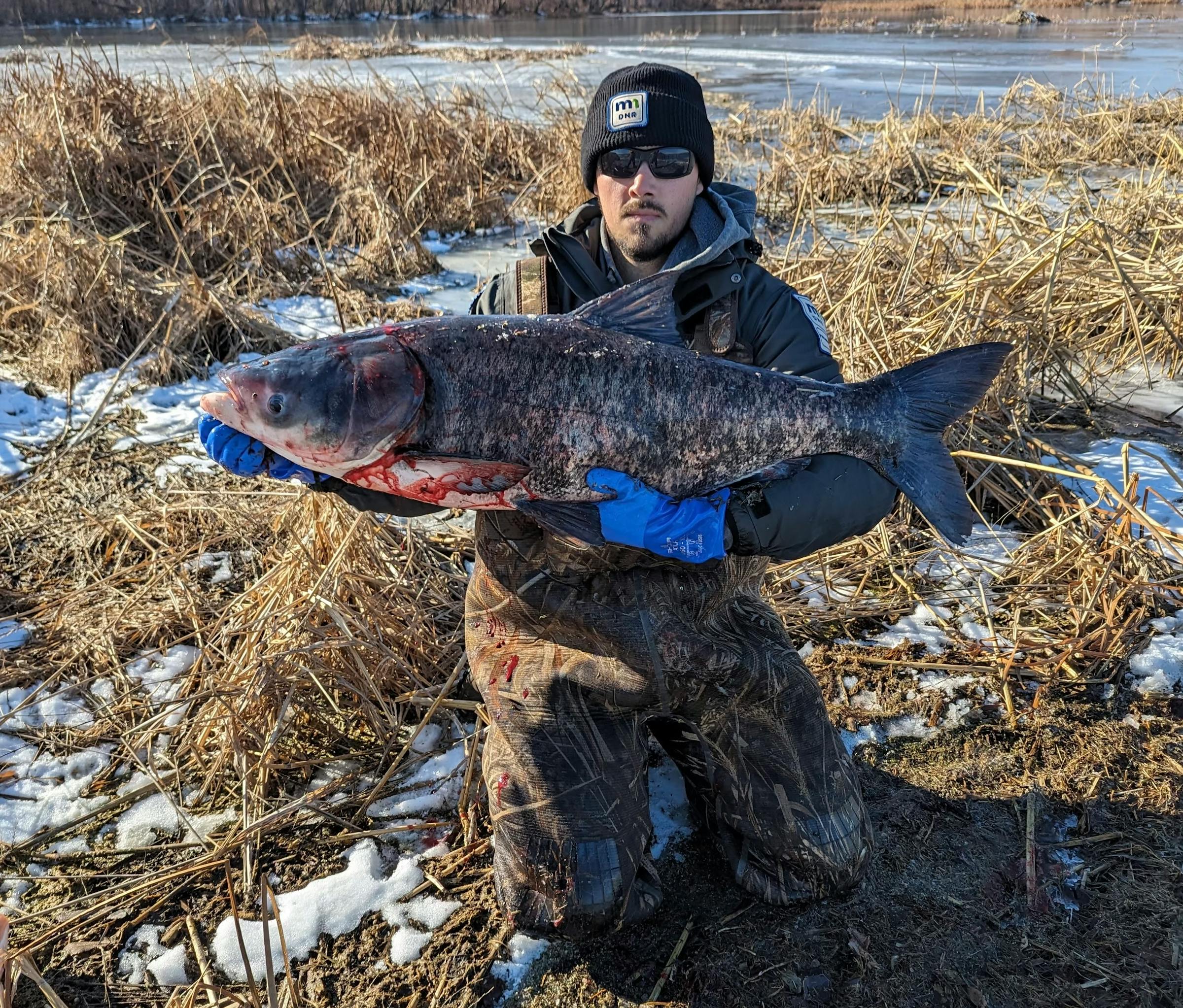 Invasive carp arrive in hordes, taking aim at Minnesota waters. Can ...