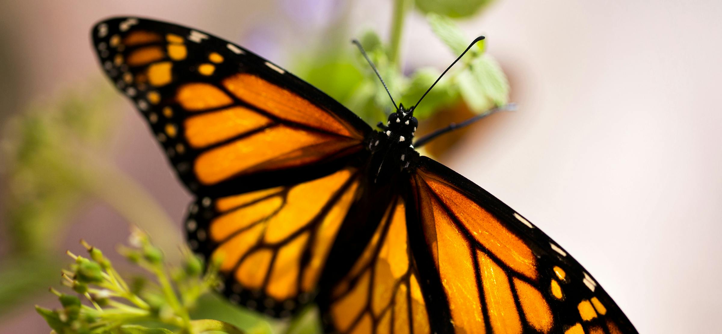 Make Minneapolis a monarch butterfly sanctuary