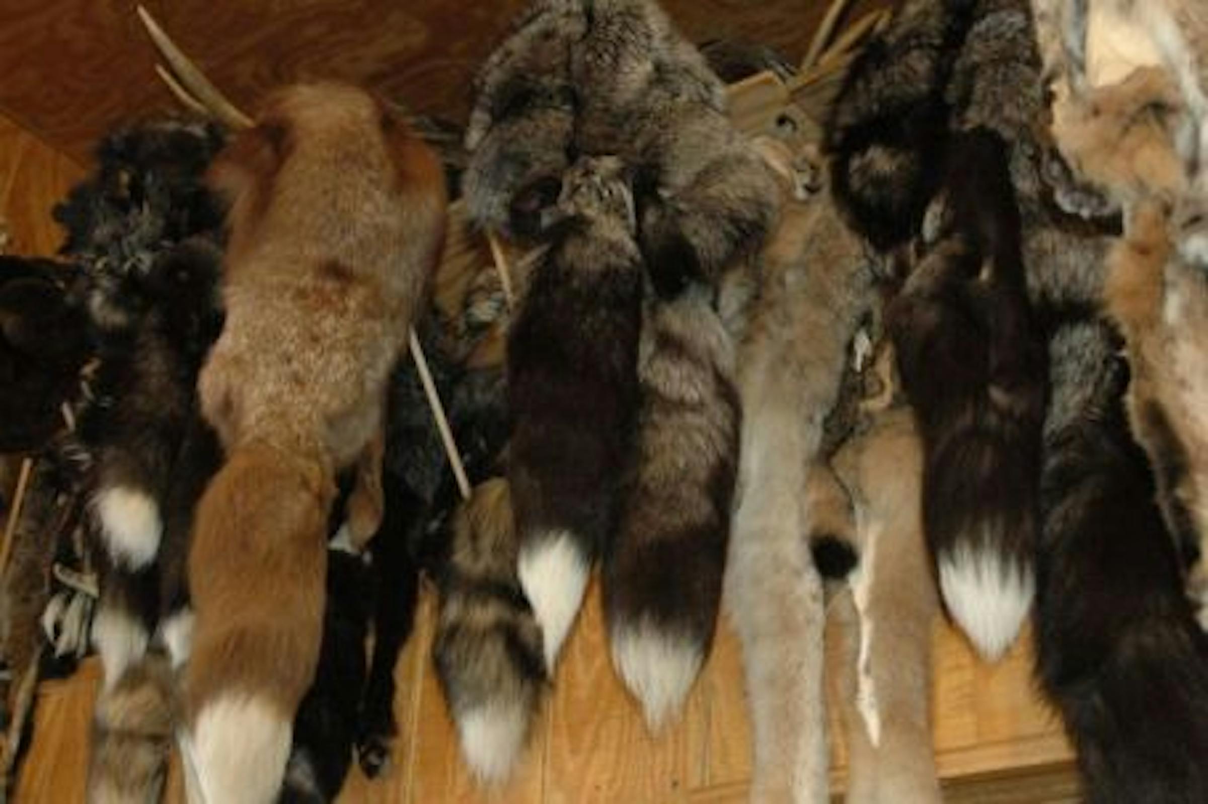 Trappers Pelted By Low Fur Prices
