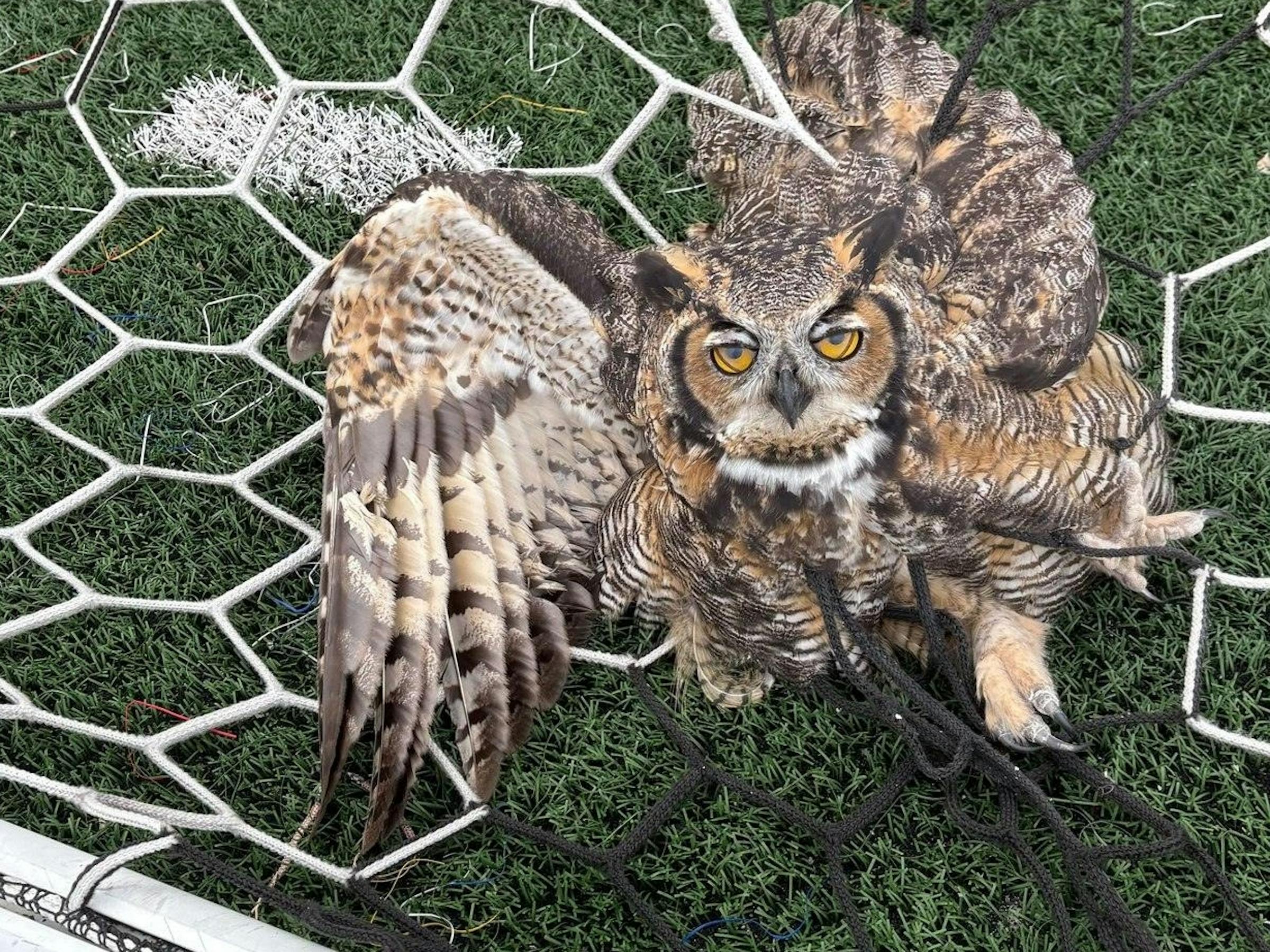Brooks: U of M Raptor Center urges preventative steps to protect owls