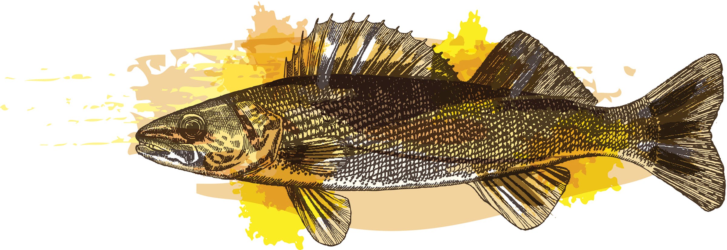 Walleyes are deeper in spots, but anglers still having success from ...