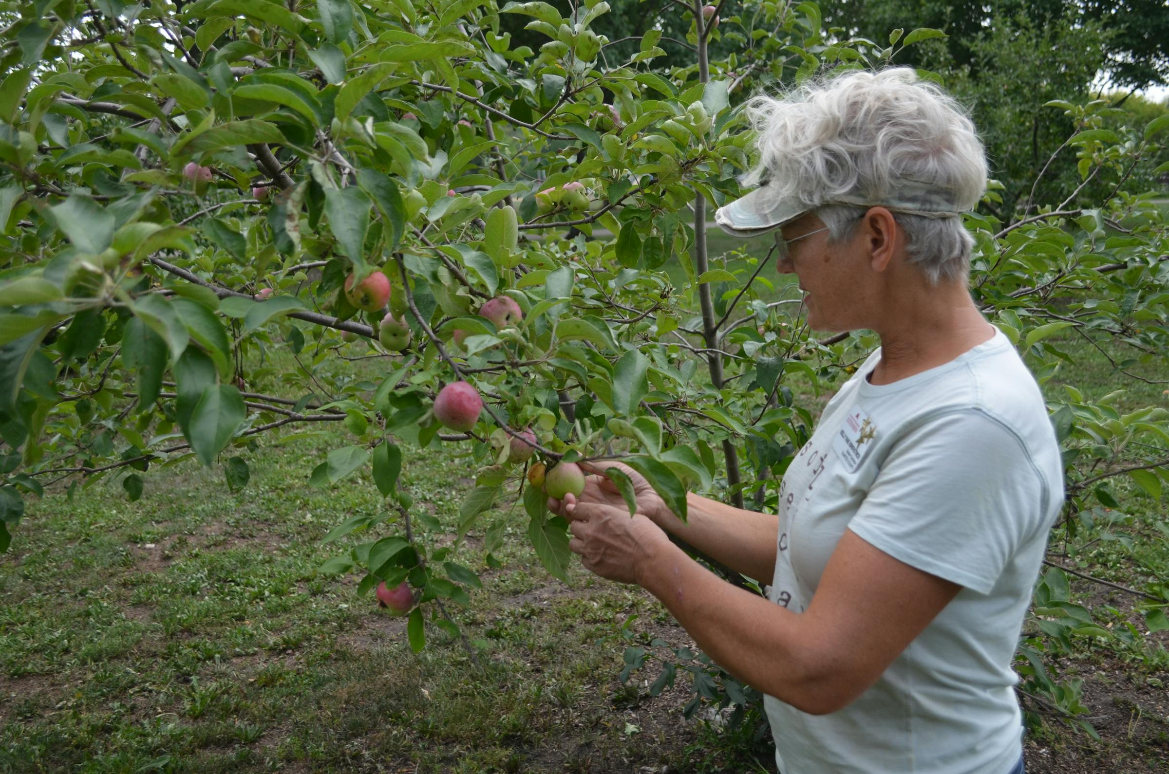 Rochester food forest plans wither with the summer drought