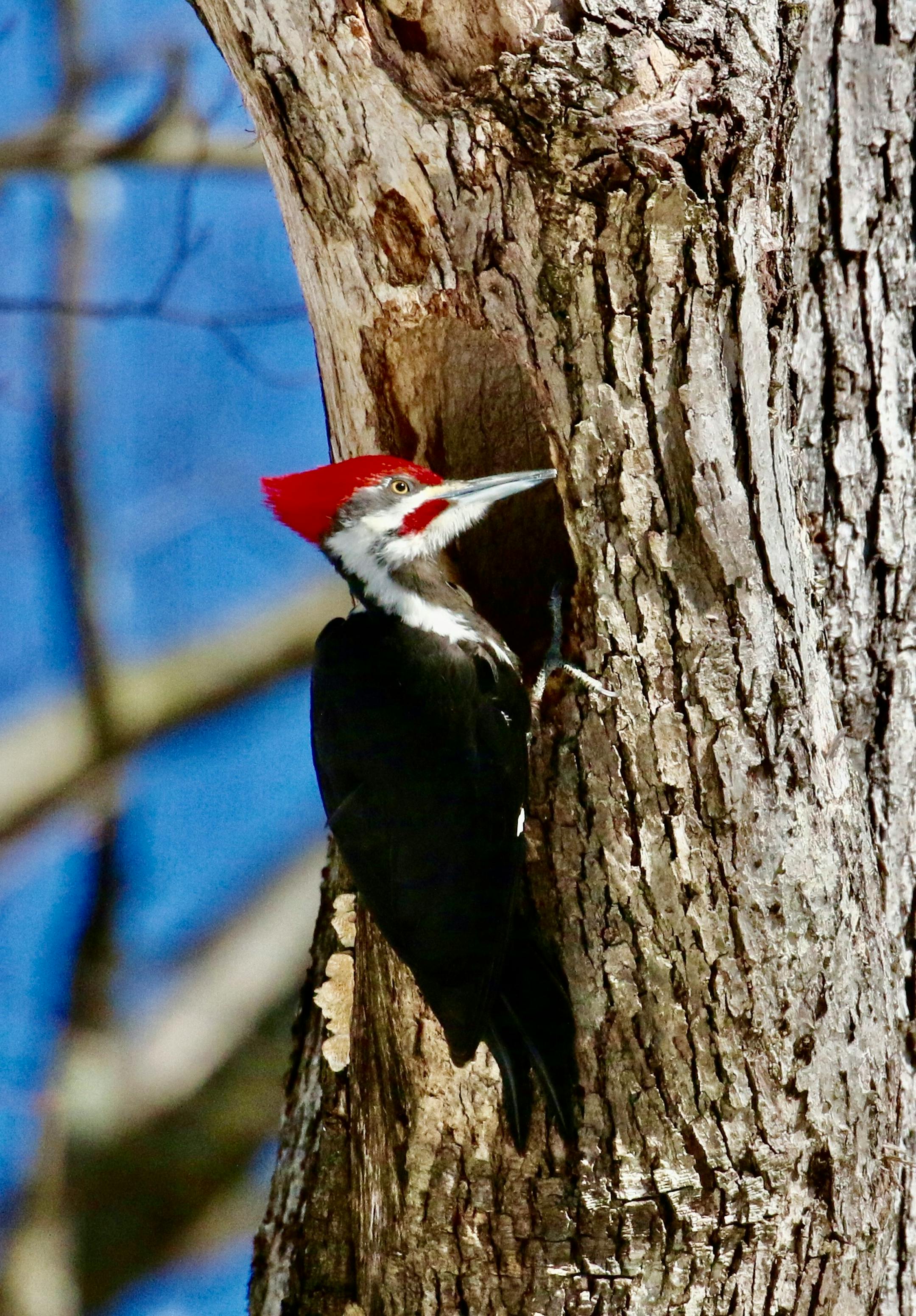 Do eagles hunt in teams and why don’t woodpeckers get headaches?