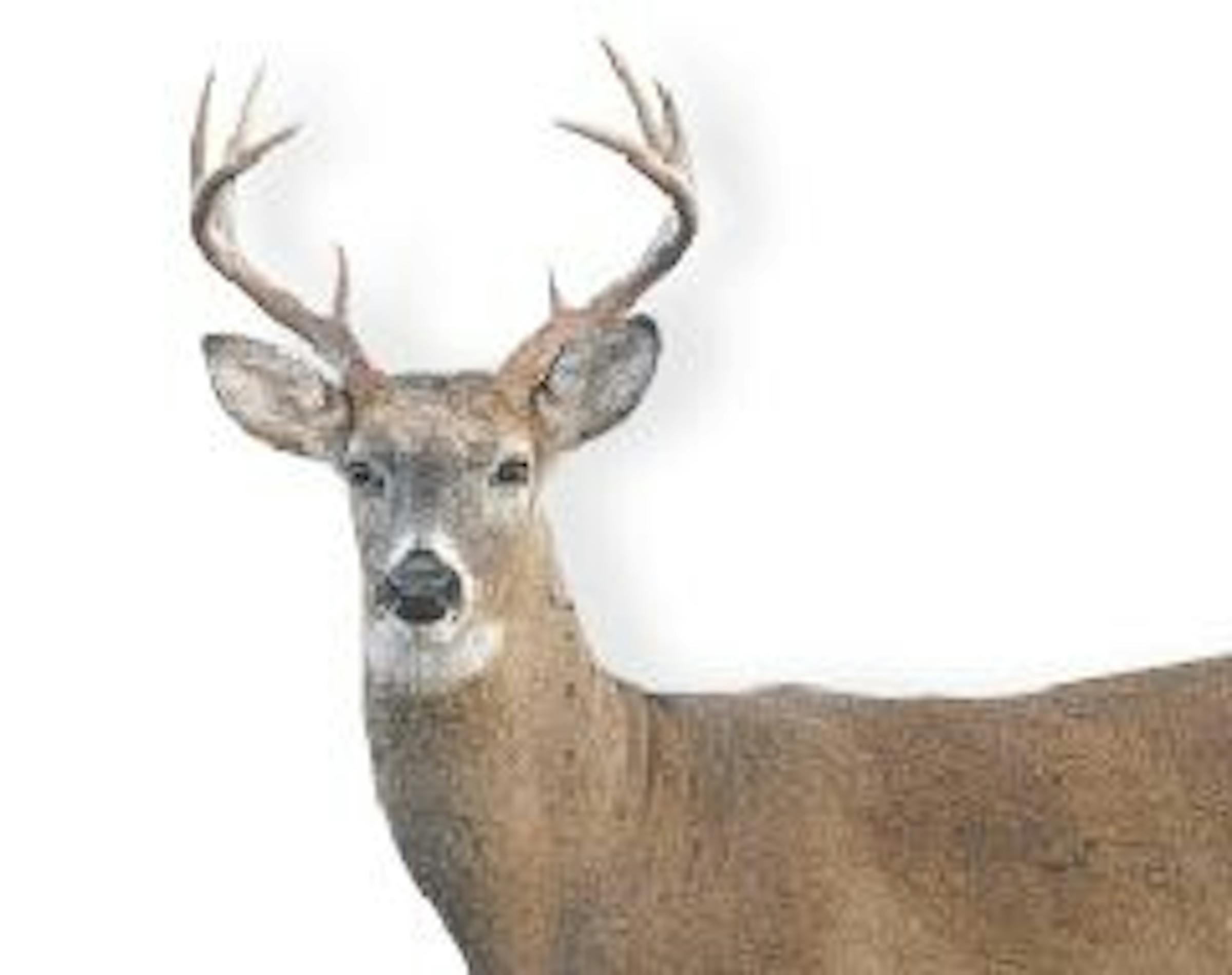 Success lagged for many during opening weekend of deer firearms season