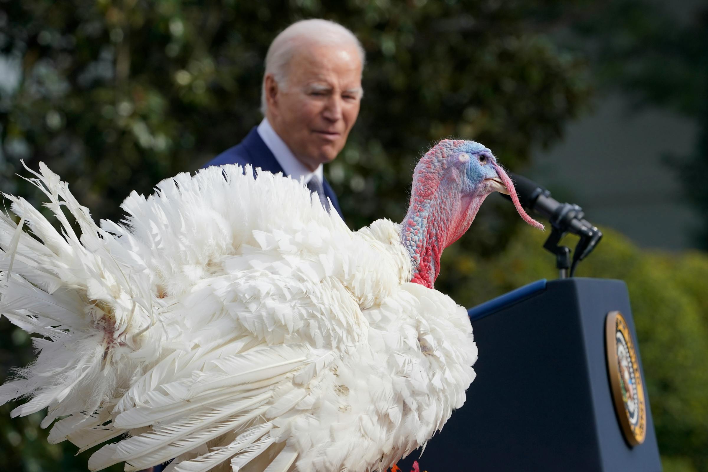 Biden pardons Minnesota-raised turkeys in annual Thanksgiving tradition