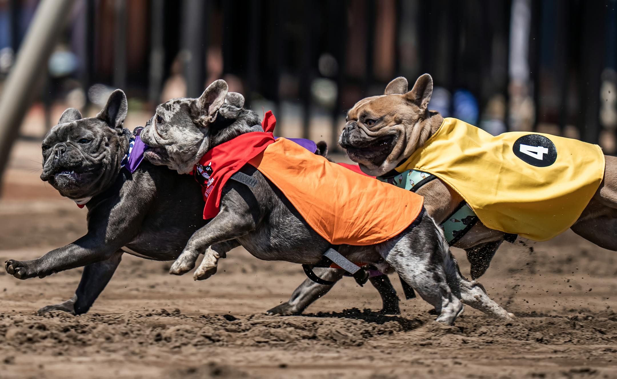 Dogs — from bulldogs to corgis — race the track at Canterbury Park
