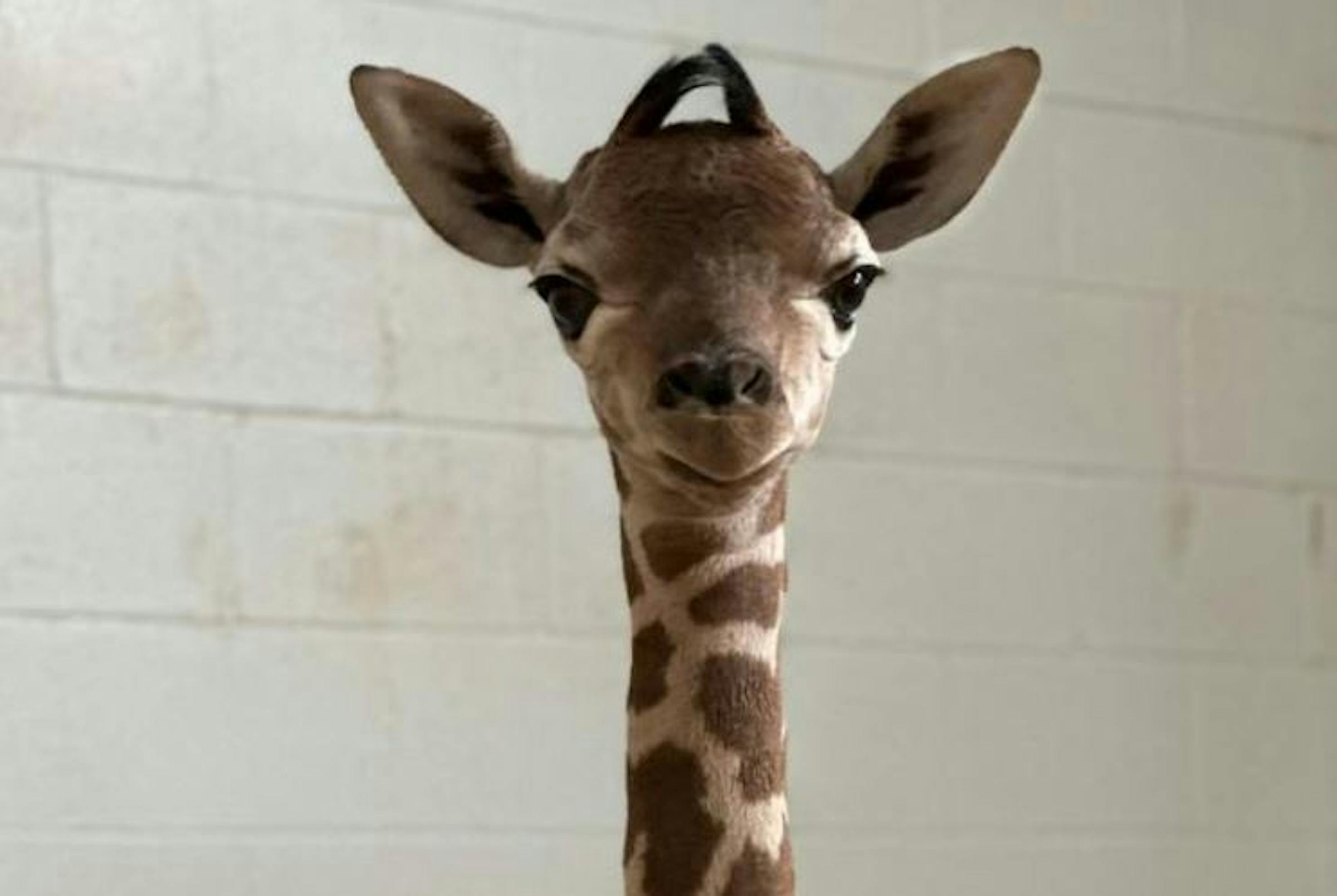St. Paul's Como Zoo has an adorable new baby giraffe