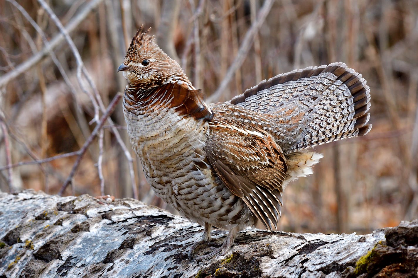 Ruffed grouse advocates to emphasize creating habitat in bolstering ...