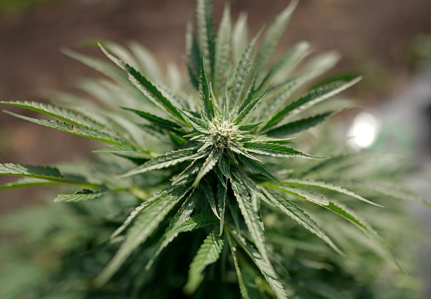 Minnesota hemp farmers hit brakes as the state's industry opens up