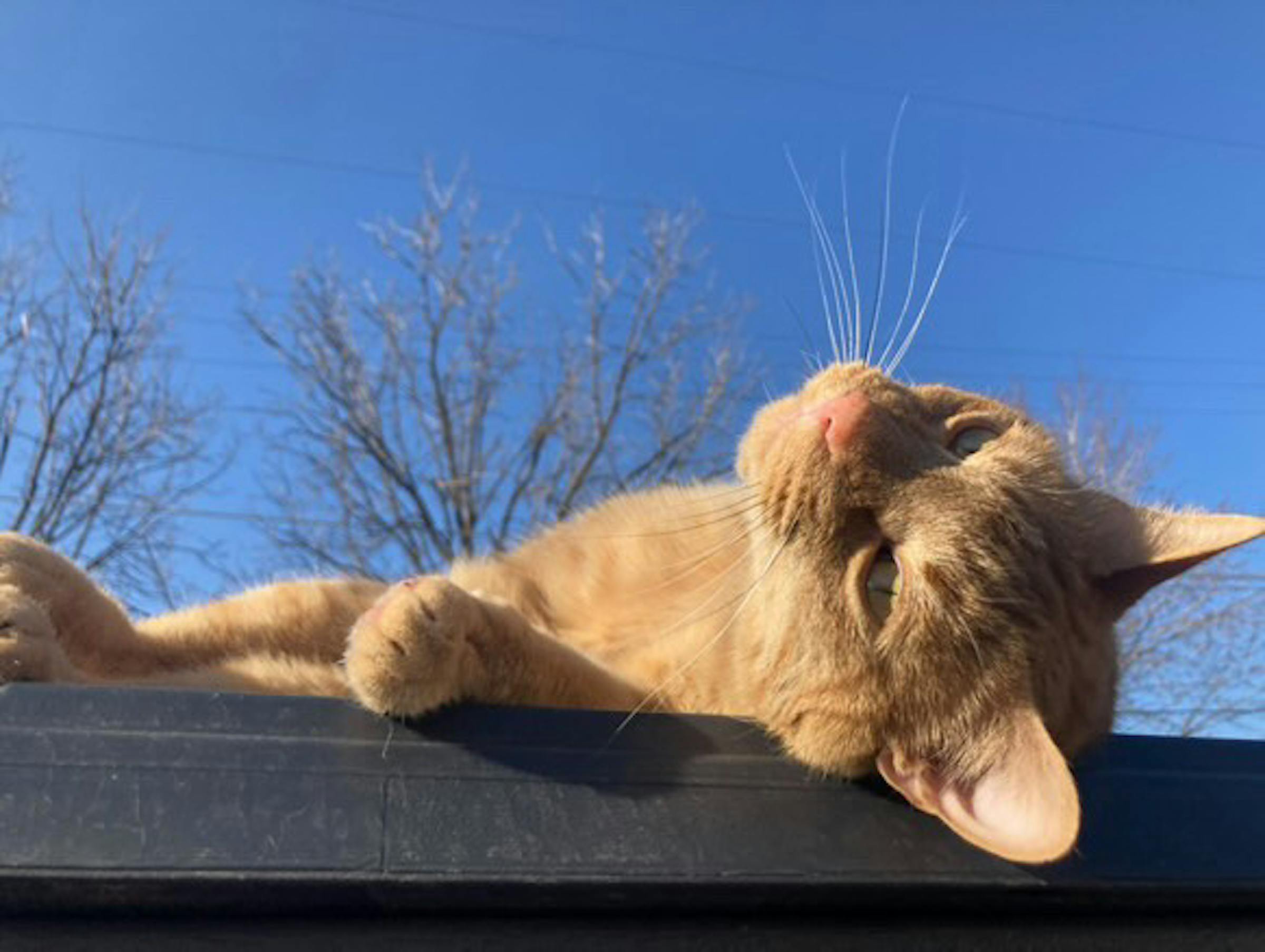 See neighborhood cats on Hamline-Midway Cat Tour in St. Paul