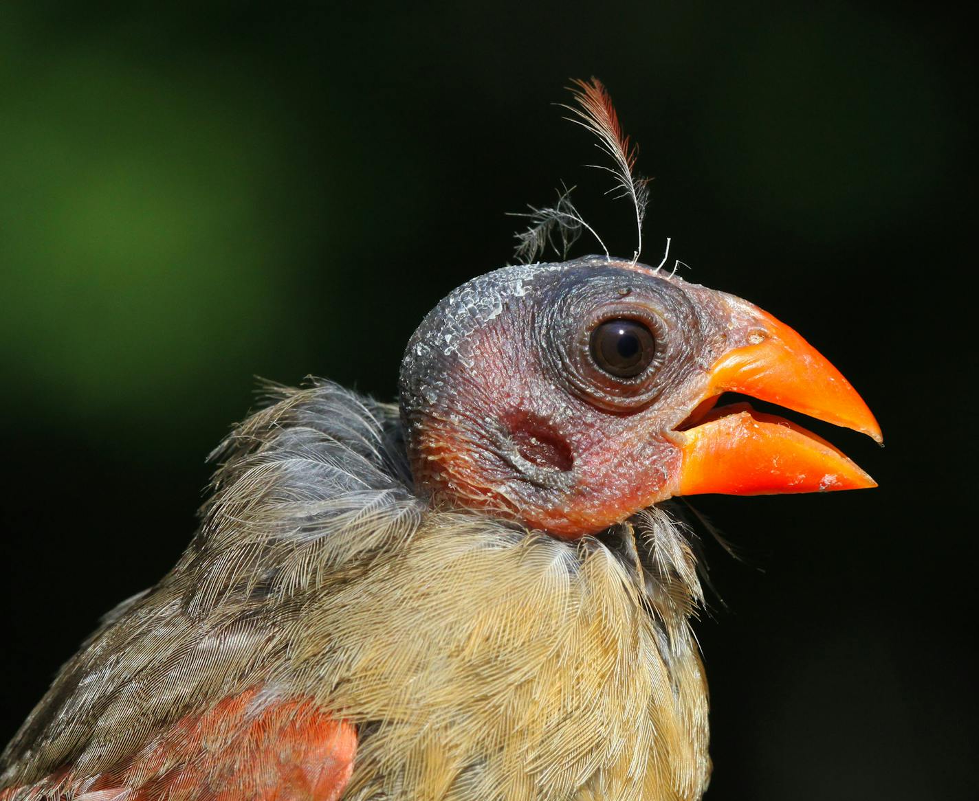 When birds go bald they show their roots