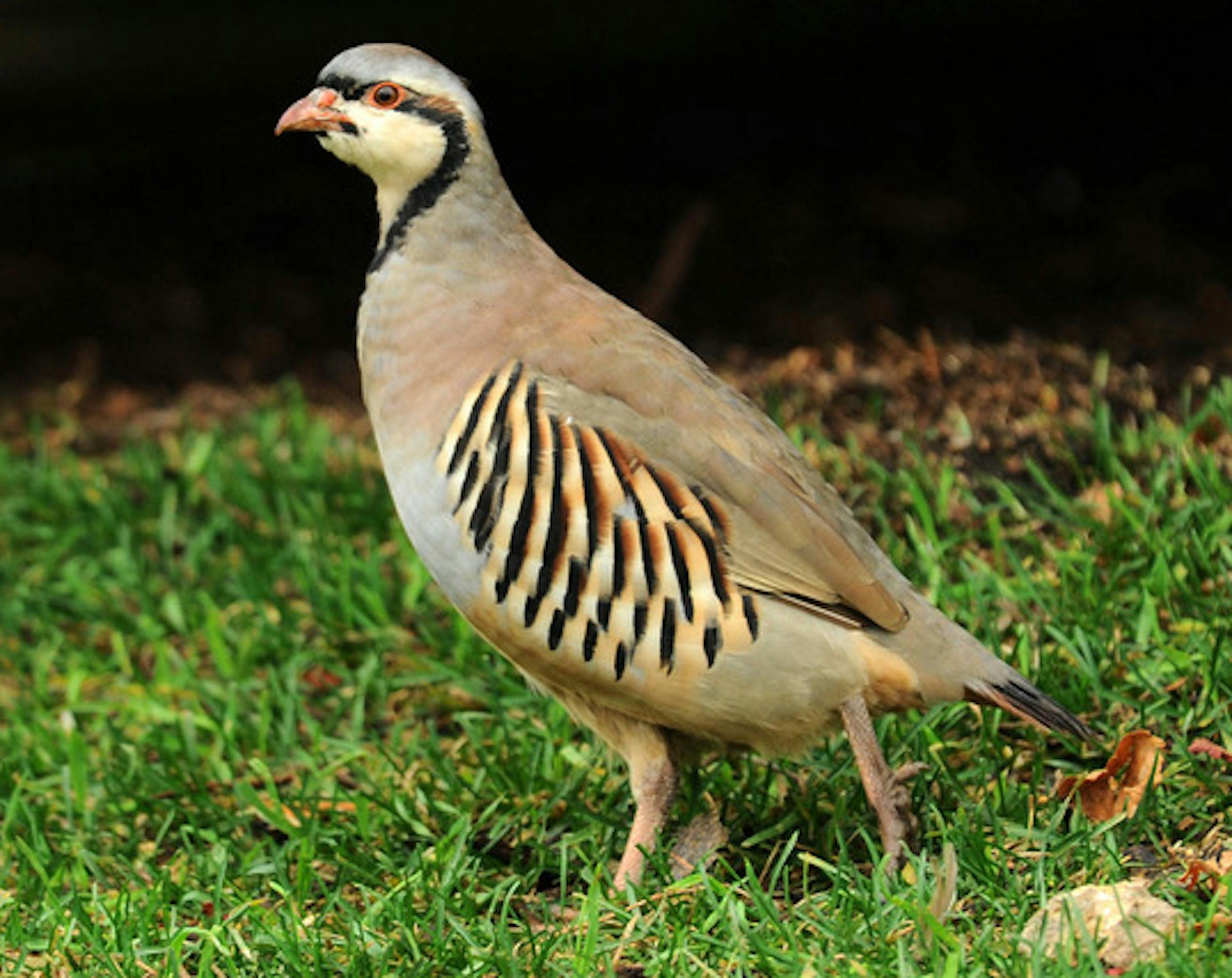 Chukars aren't native to Minnesota, but they're not uncommon visitors