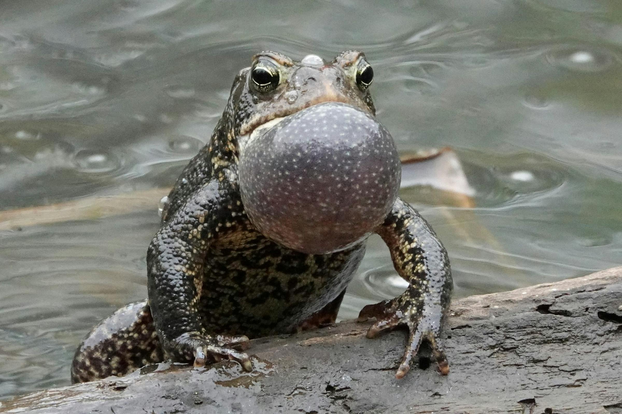 Minnesota FrogWatch needs YOU to eavesdrop on amphibians