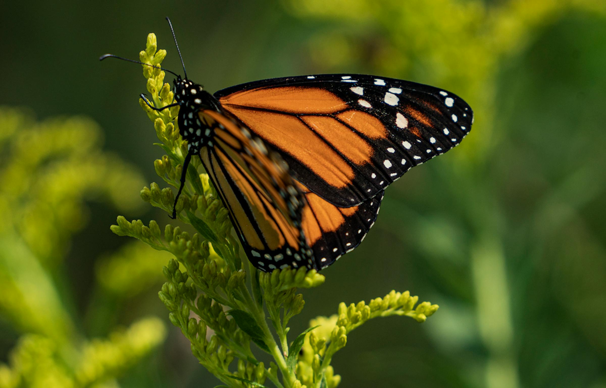 Monarch butterflies could be listed under Endangered Species Act