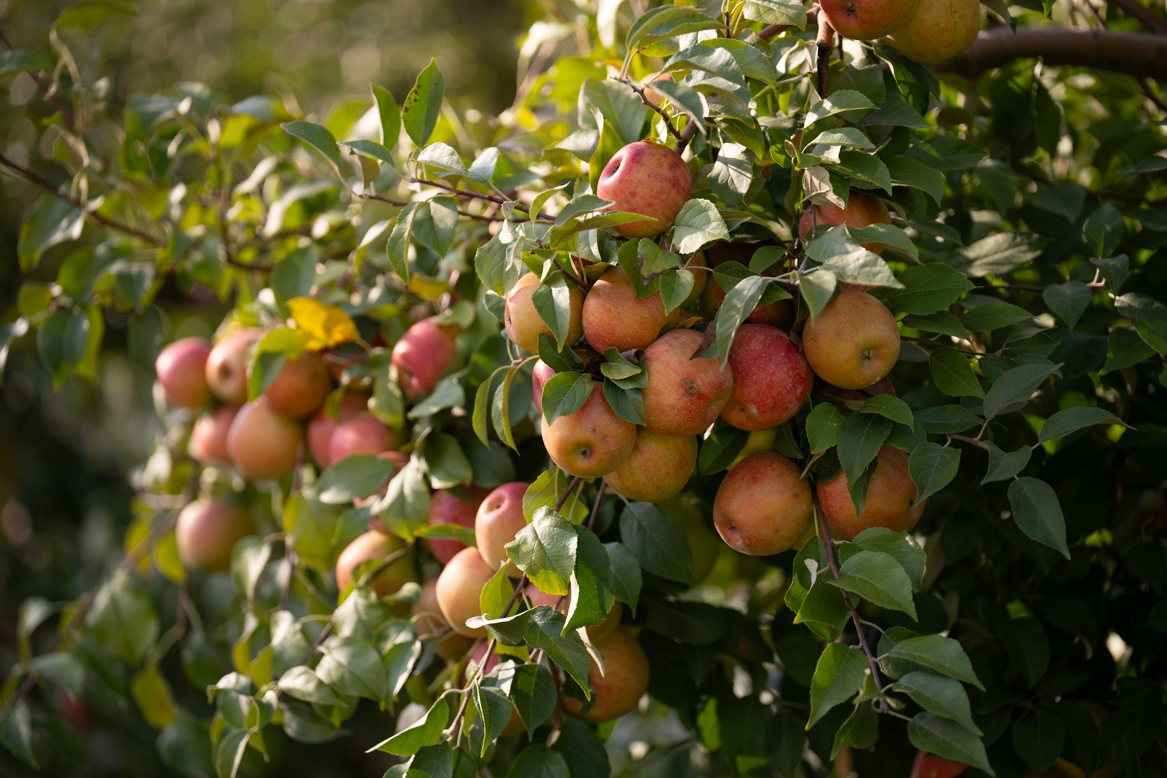 41 Minnesota orchards for your apple-picking needs