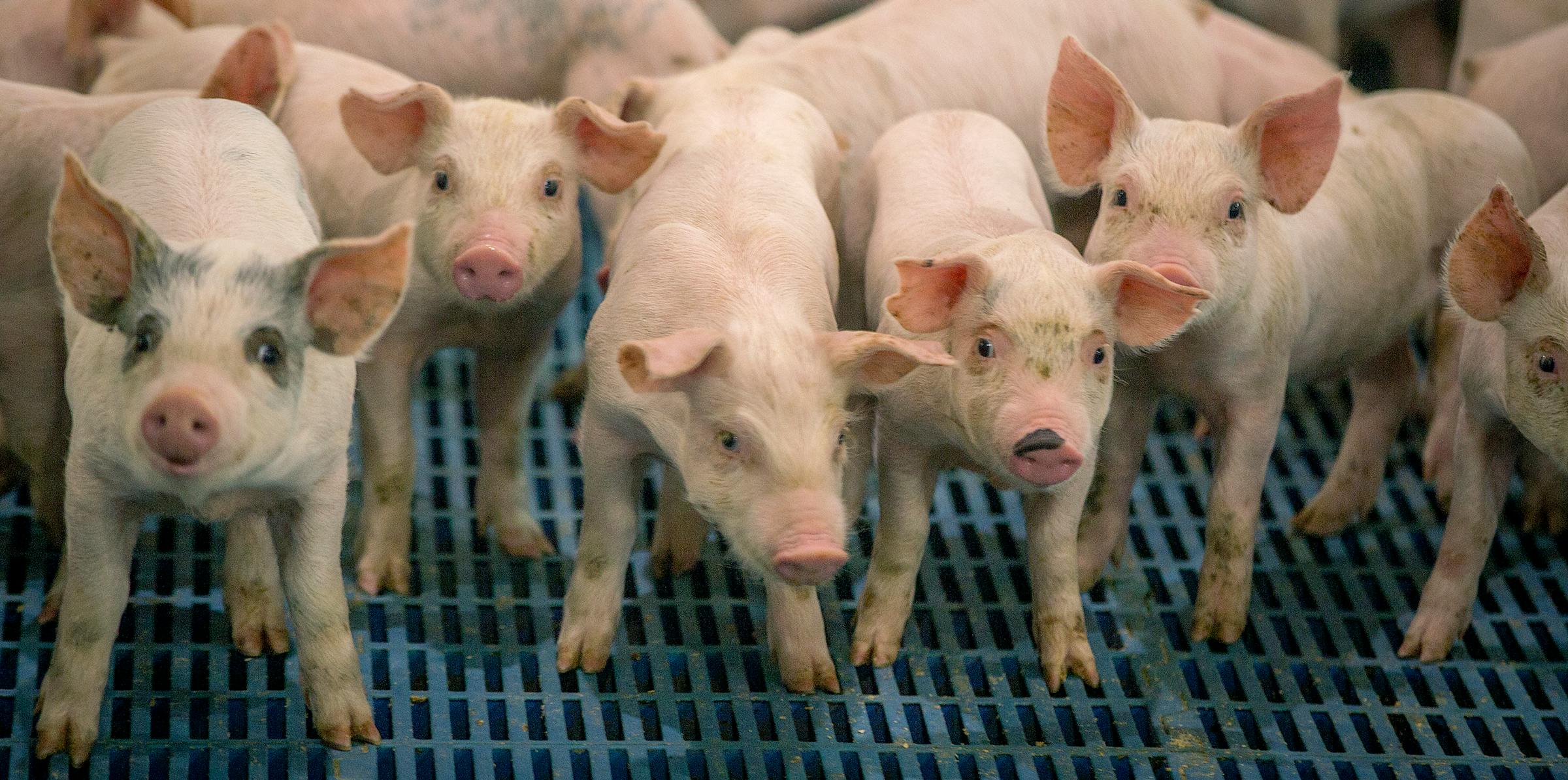 USDA buys $50 million in pork to aid hog farmers in possibly 'the worst ...