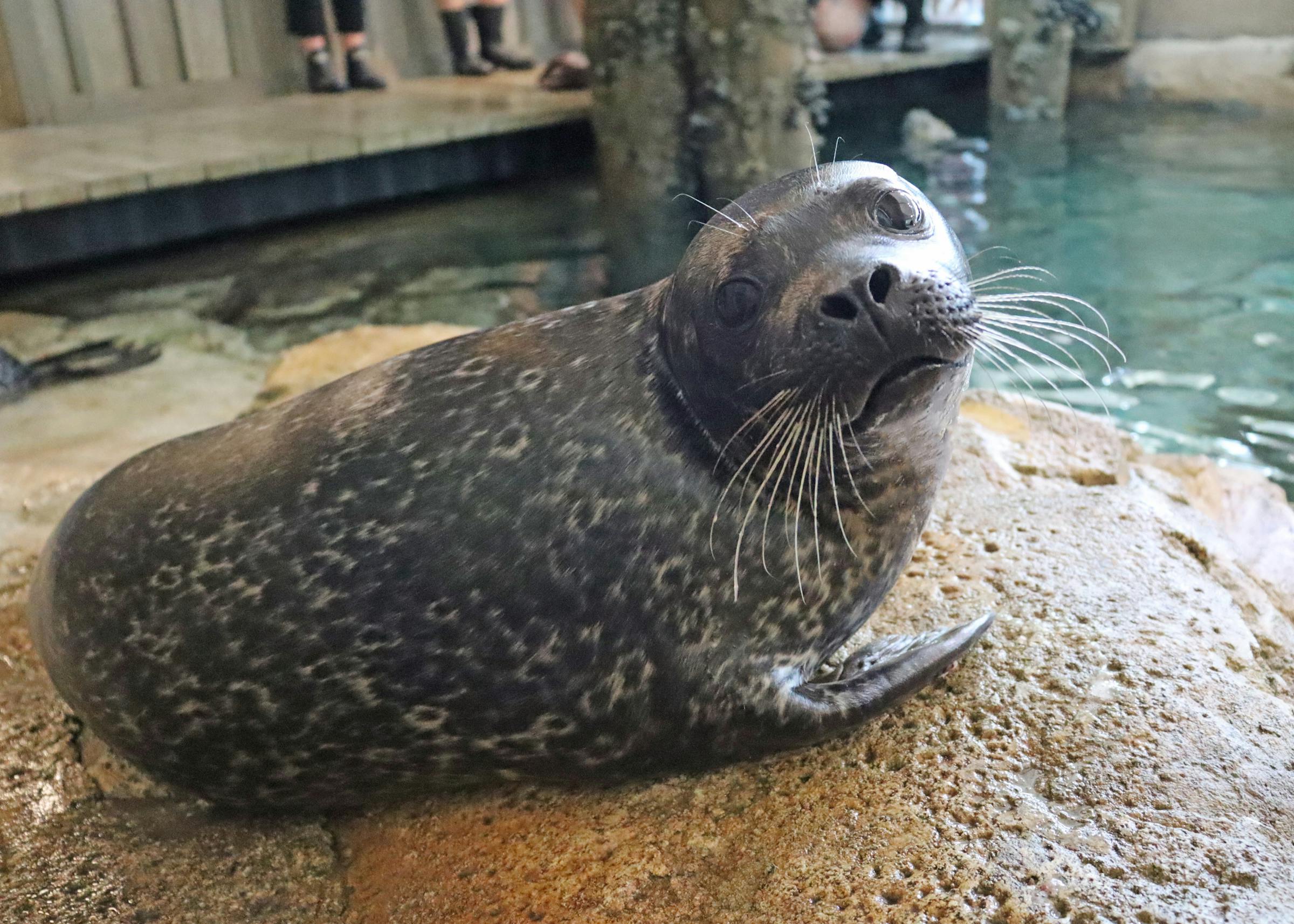 Brooks: Feisty the seal serves as a reminder of resilience a dozen ...