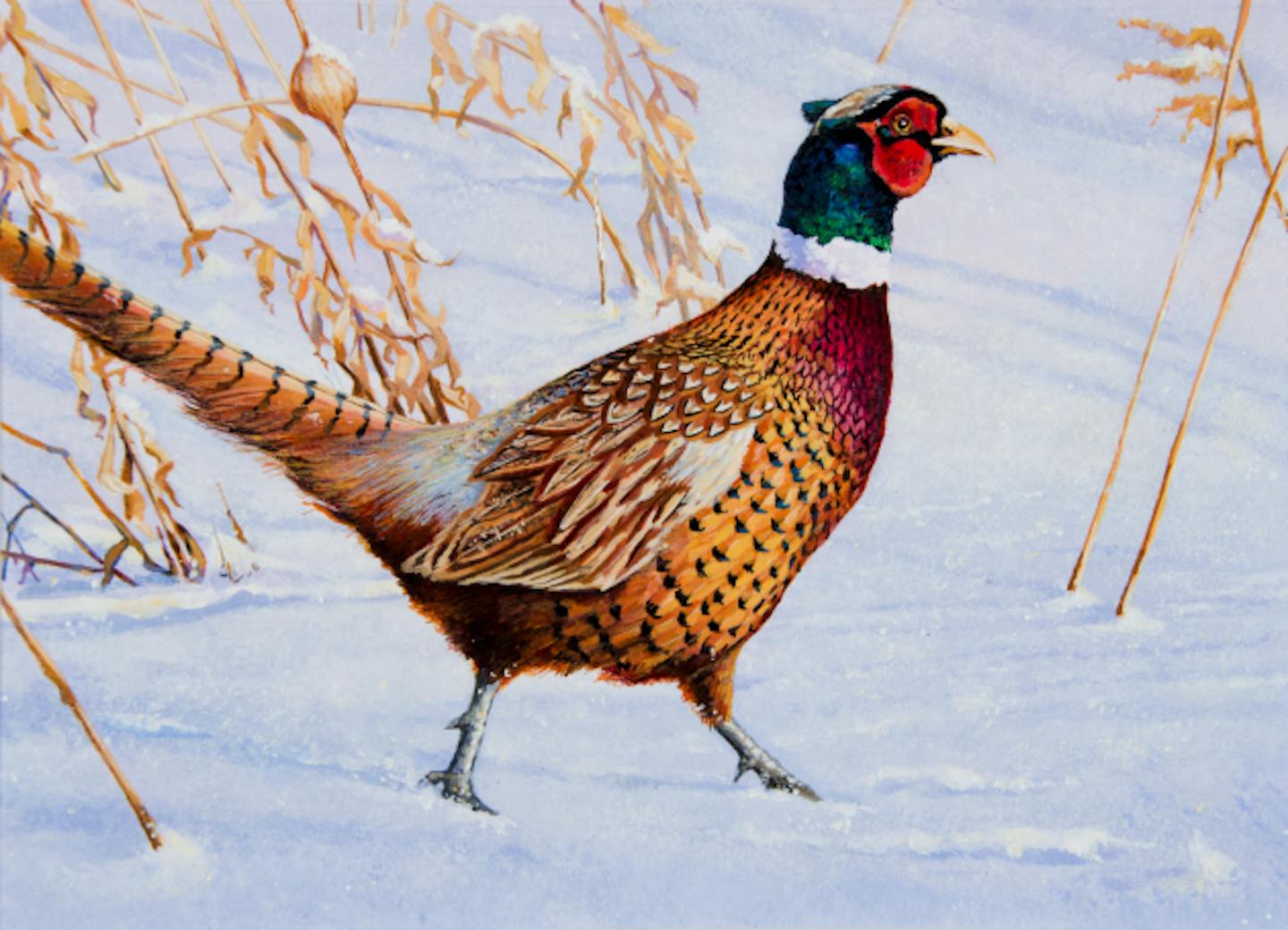 Roseville artist wins pheasant stamp contest