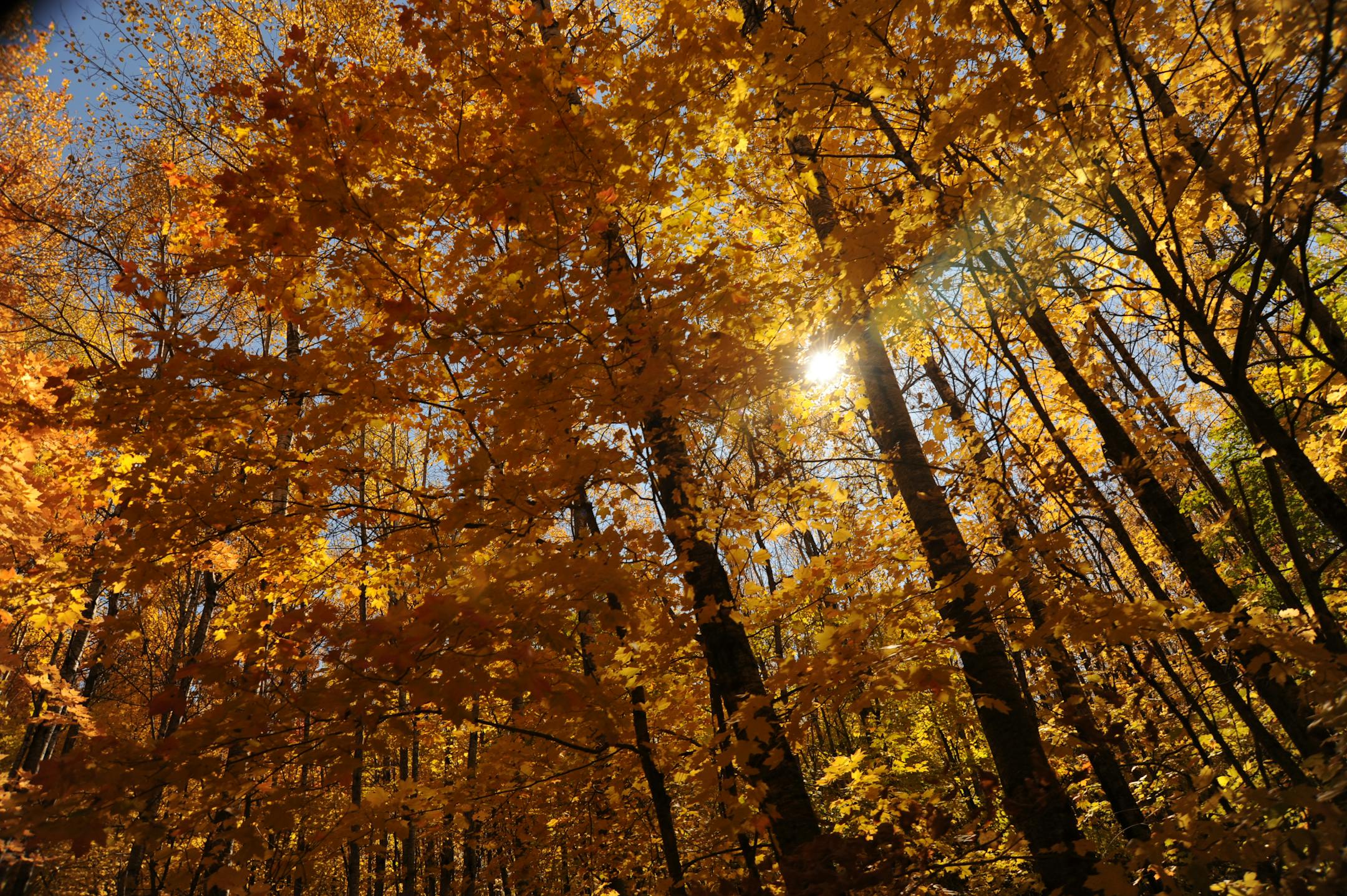 Trump Forest Service cuts jeopardize environmental research