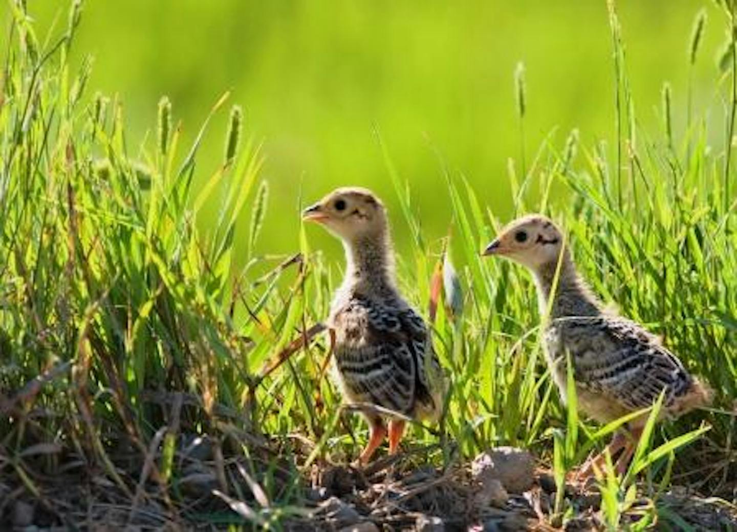 Field Report – Pheasant Nesting Habitat Conditions