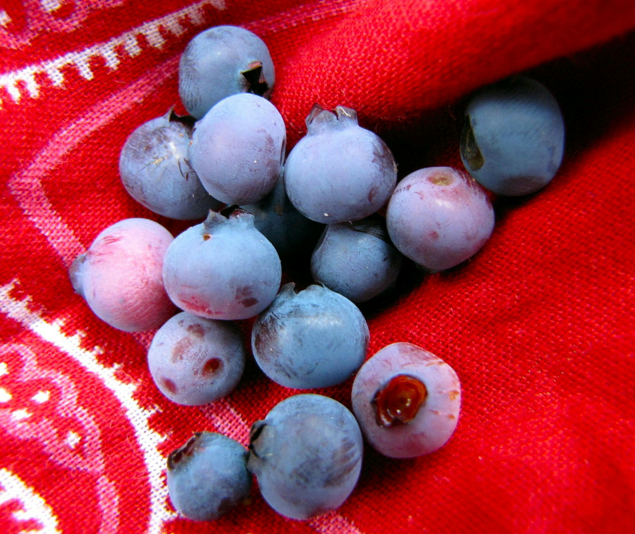 Picking wild berries in Minnesota