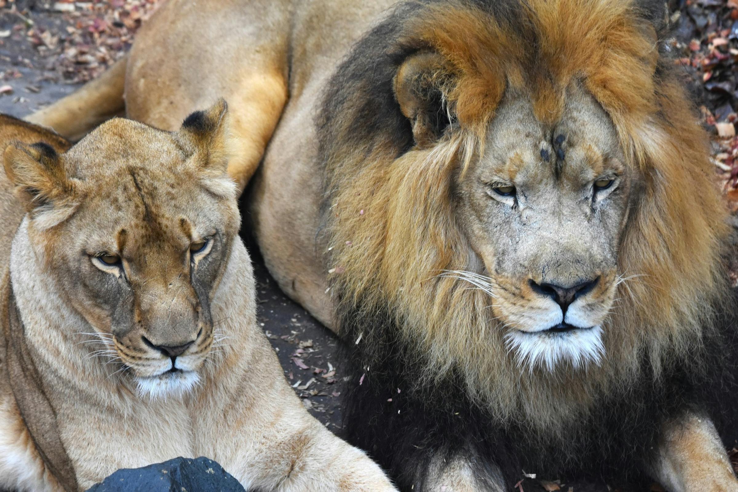 Como Zoo lion Mumford dies