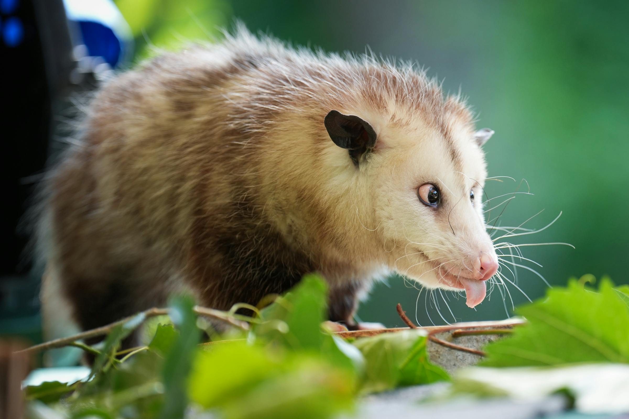 Baby opossums are emerging from their mother's pouches in Minnesota.