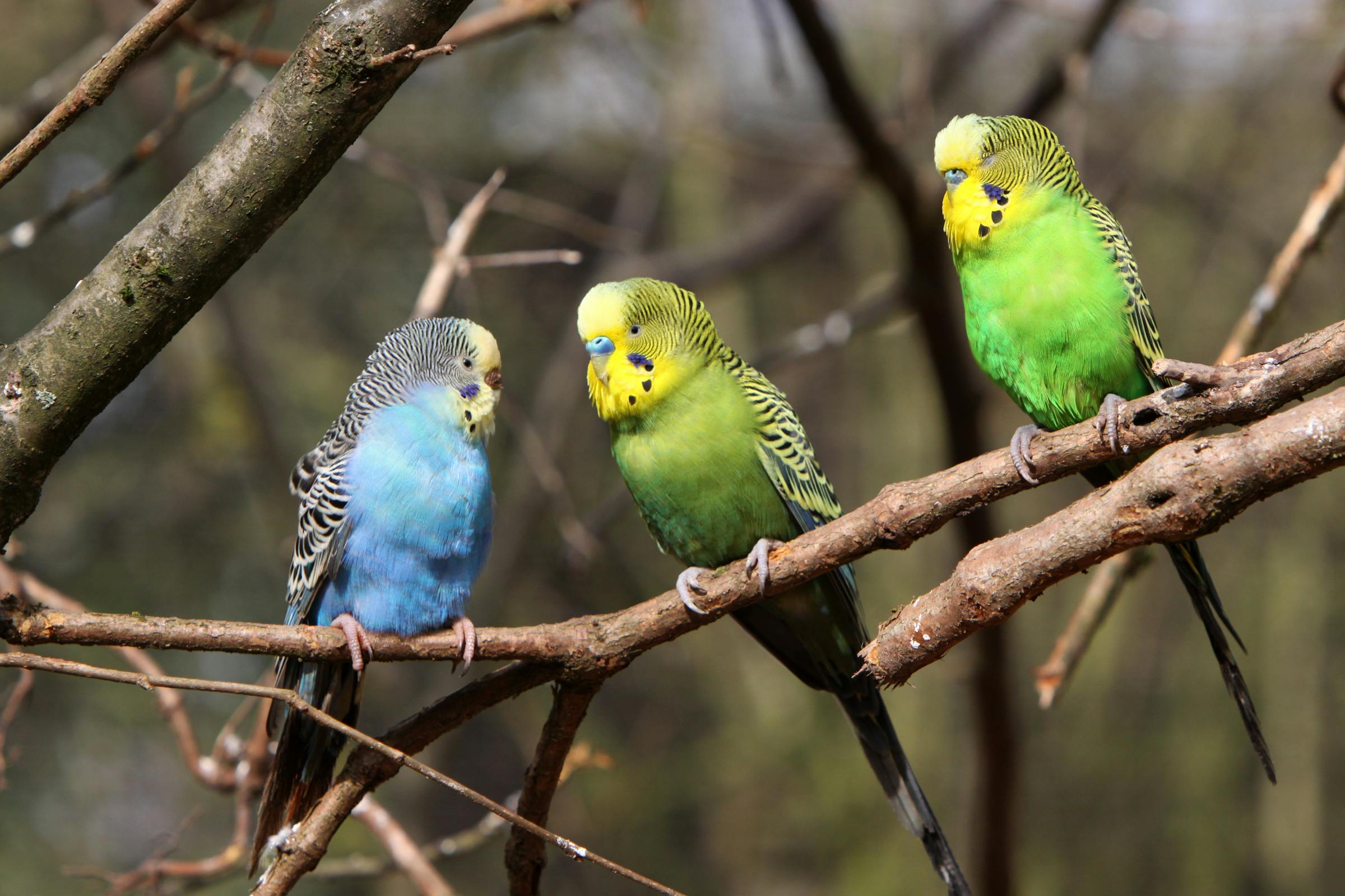 Exotic pet birds like budgies are winding up out in nature where they ...