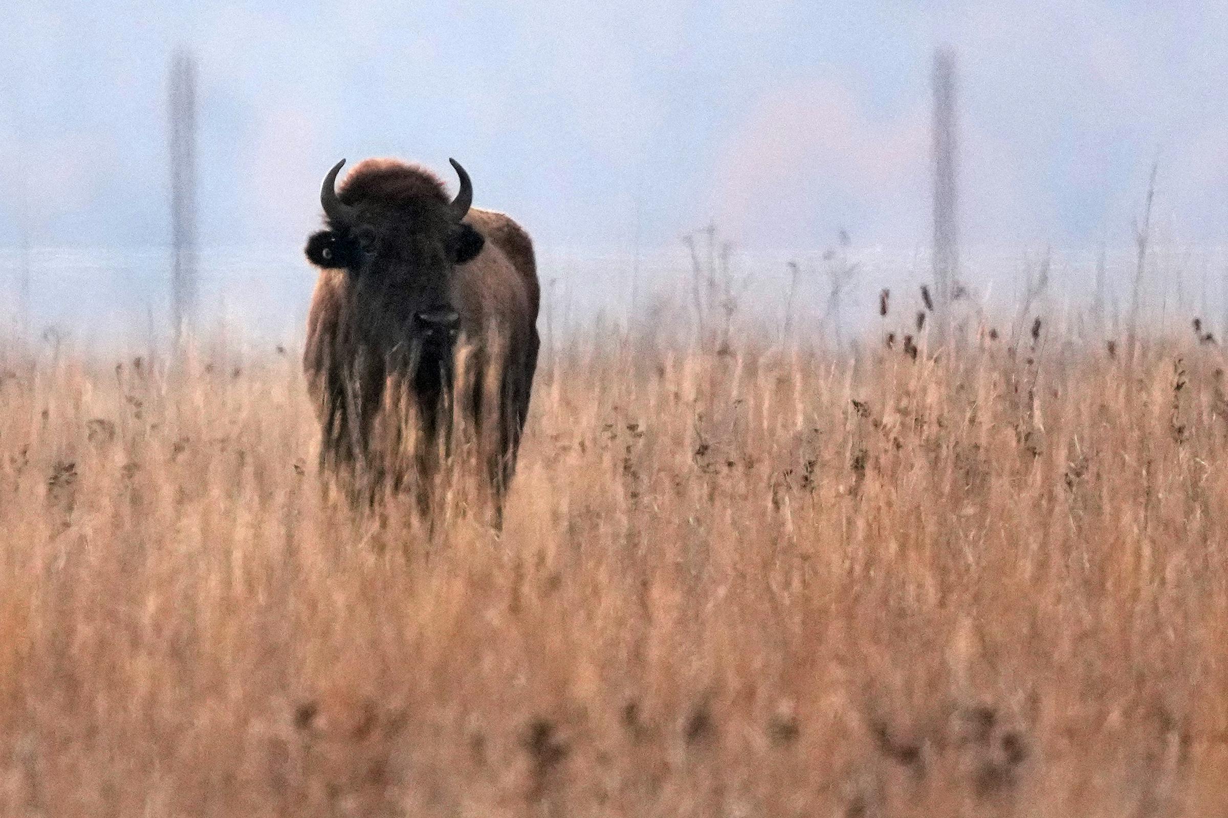 Shakopee Mdewakanton tribe applies to put 815 acres in southwest metro ...