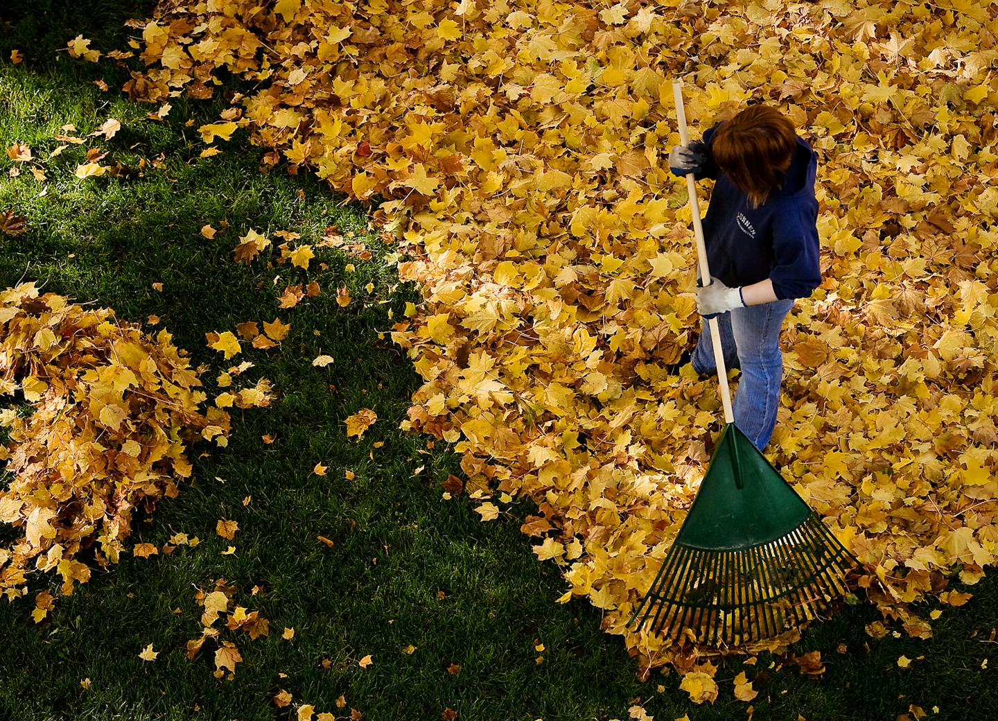 Spare the rake, spoil the lawn? Getting at the root of our fall ritual