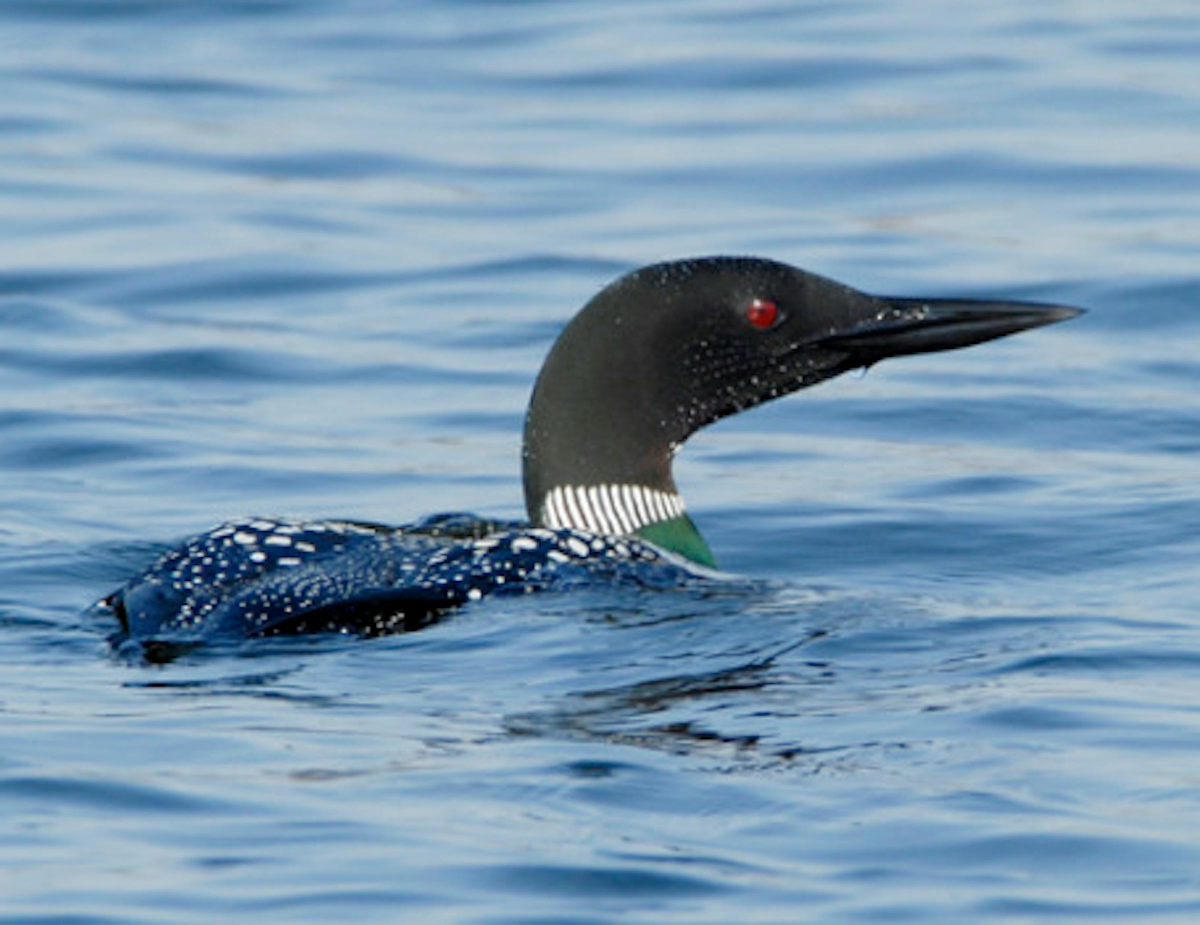Loons tracked in migration