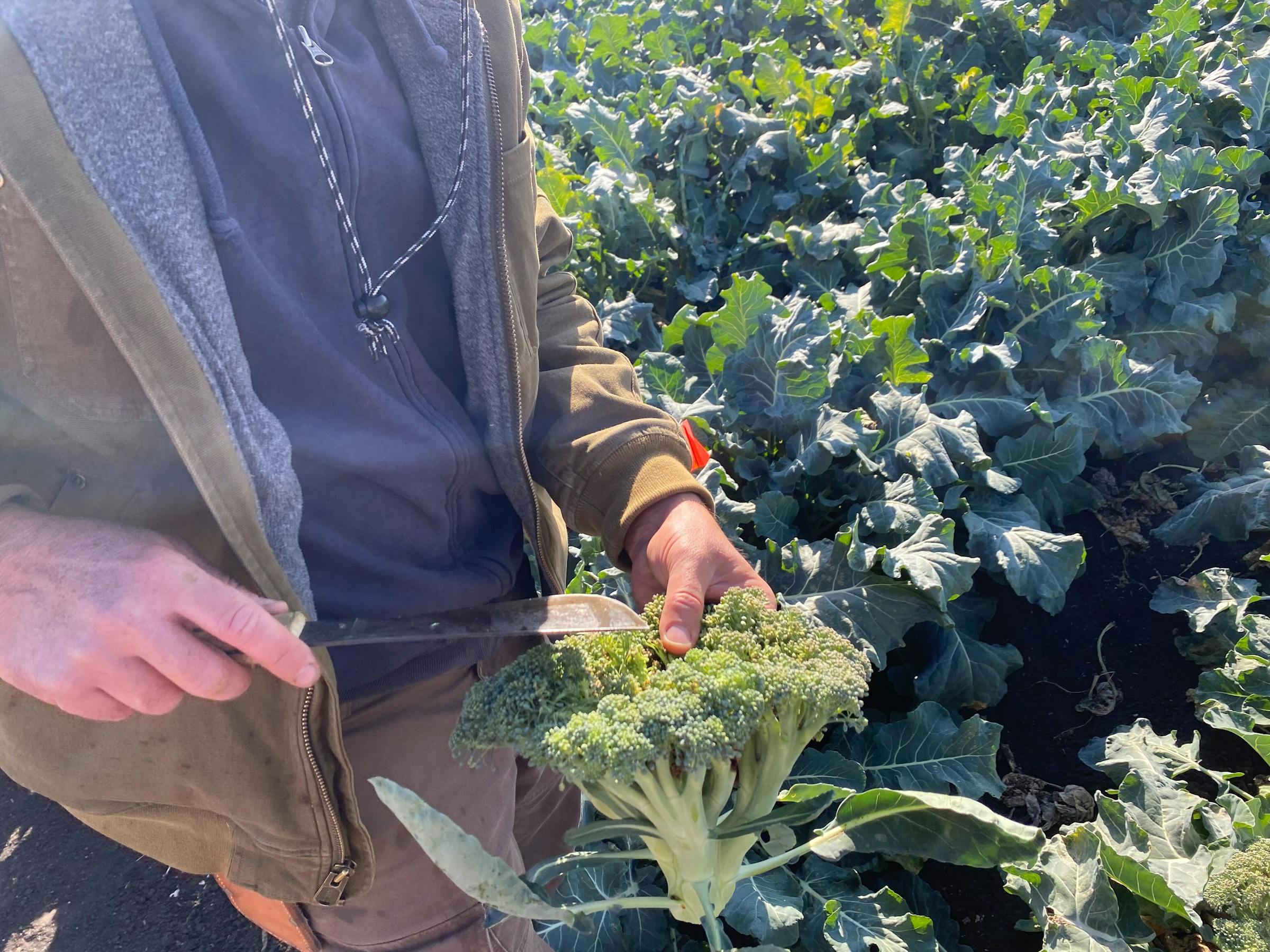 Researchers fight broccoli blight in Minnesota's fields