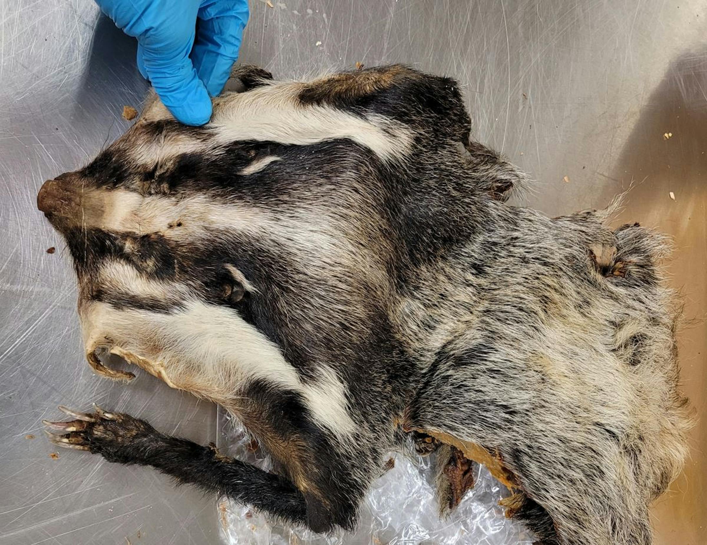 Customs officers in Twin Cities intercept badger, water buffalo skins ...