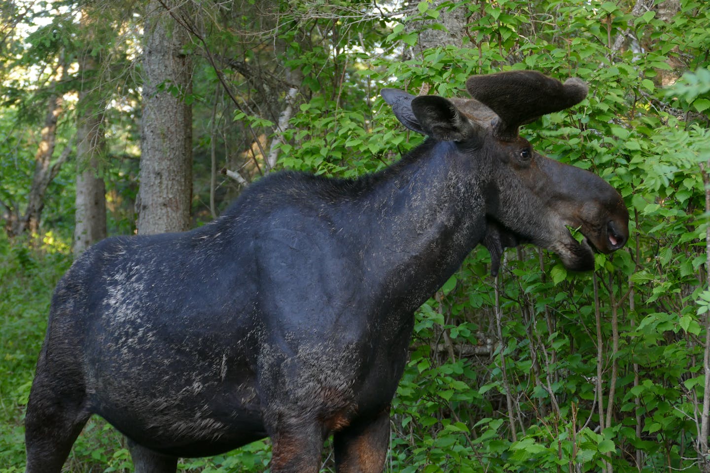 Beset by engorged winter ticks, Minnesota moose suffer a ghastly fate
