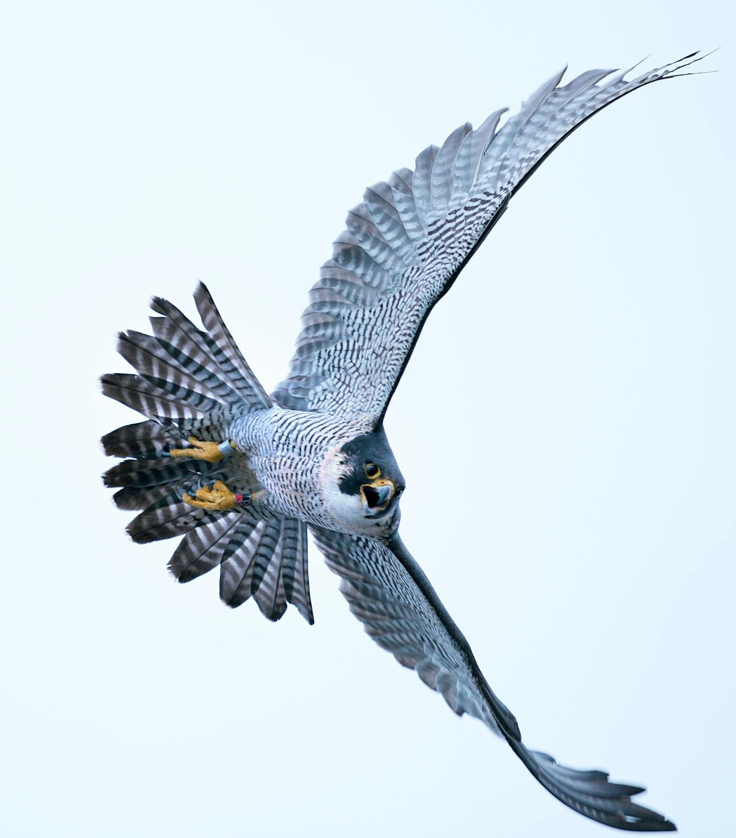Young peregrine falcons learn to fly over Mayo Clinic in Rochester