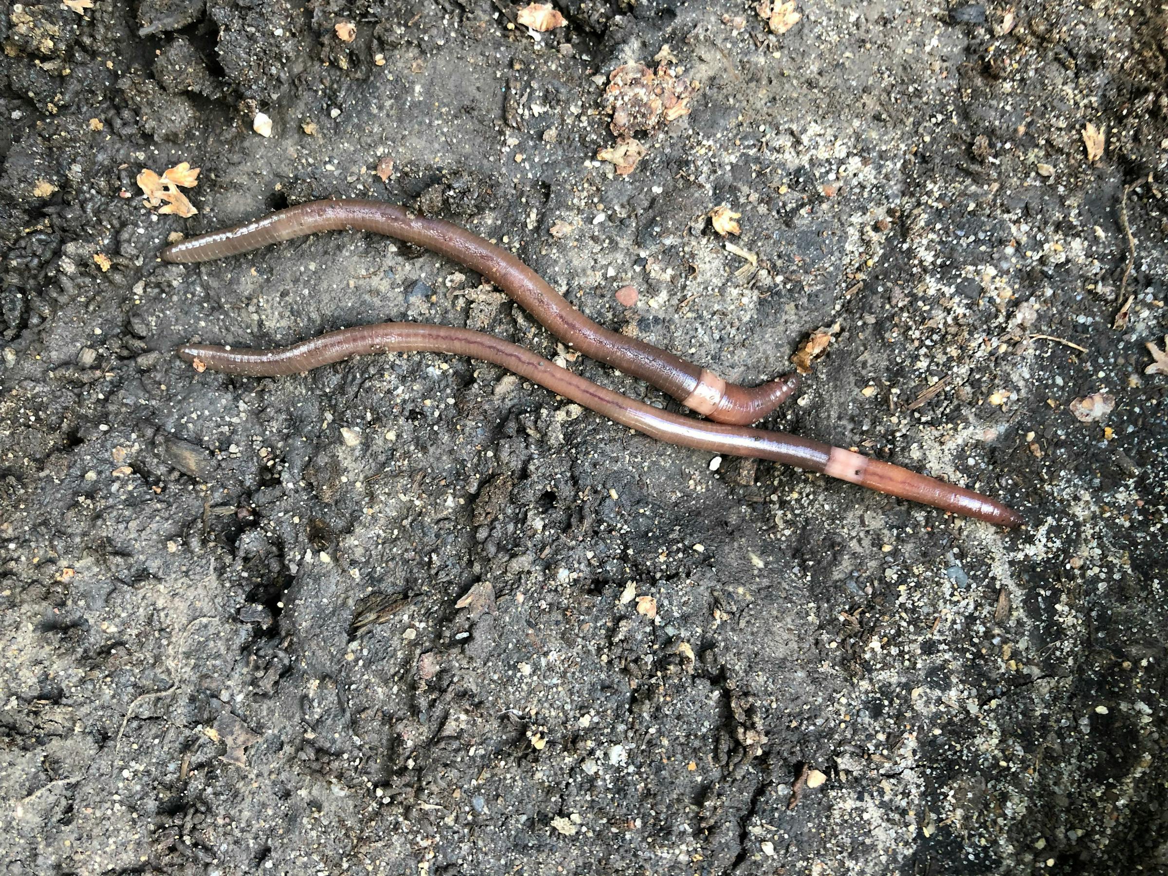 Minnesota's forests at risk as invasive jumping worms spread