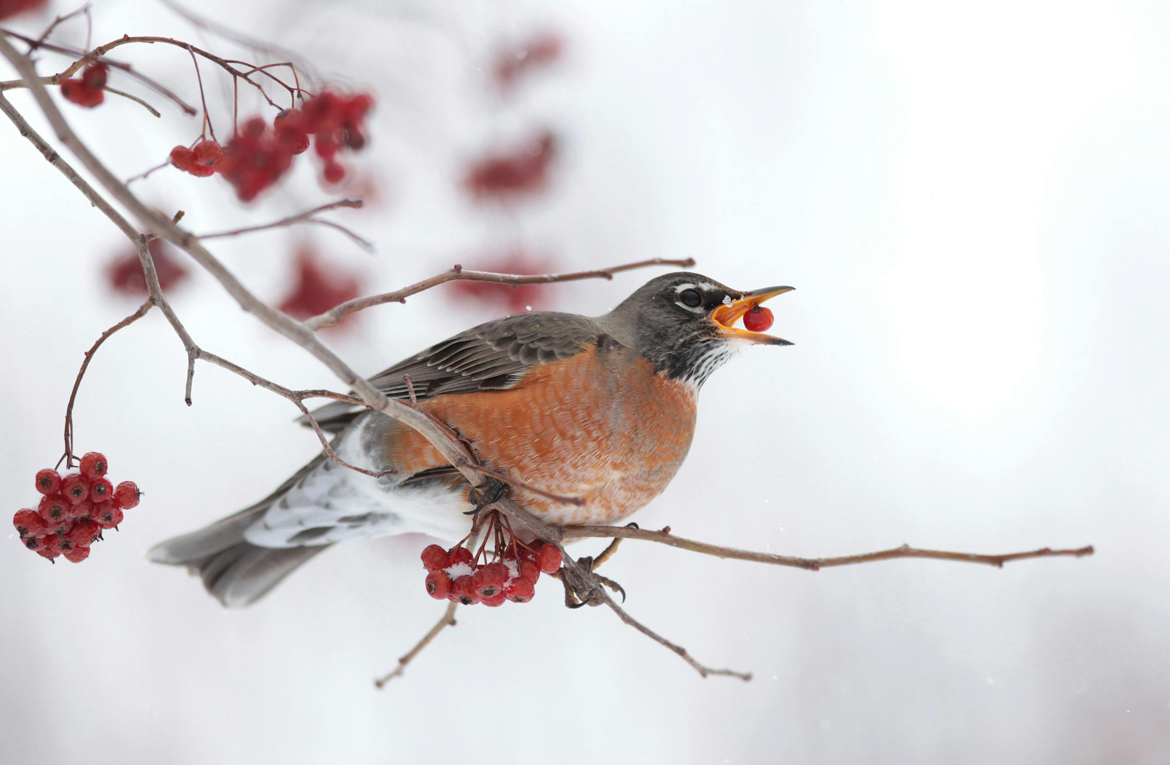 Robins are doing fine enough in our Minnesota winters.