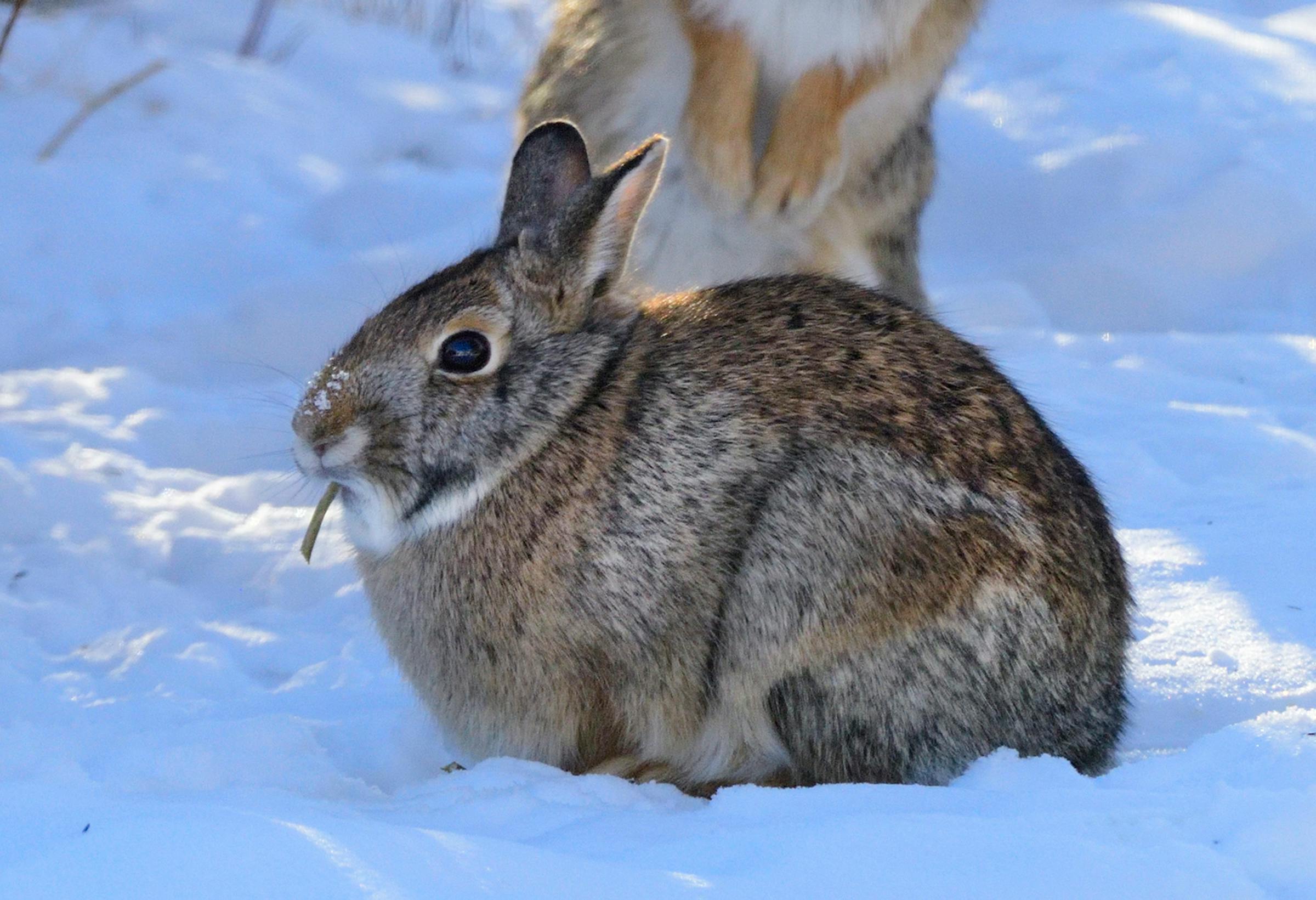 Hunt cottontails; they are easy to find and abundant