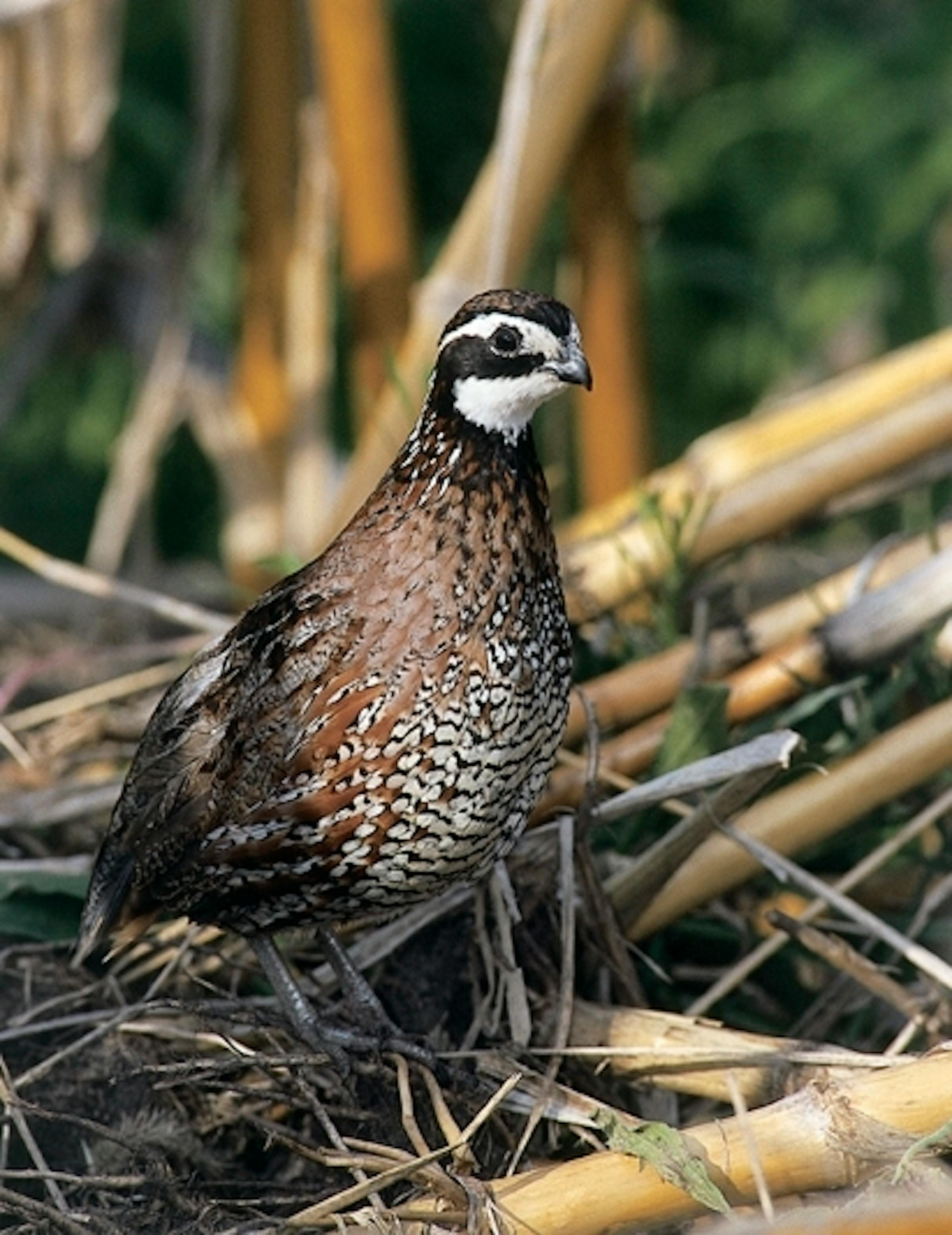 Dreaming of a 2014 Quail Hunting Season in Minnesota